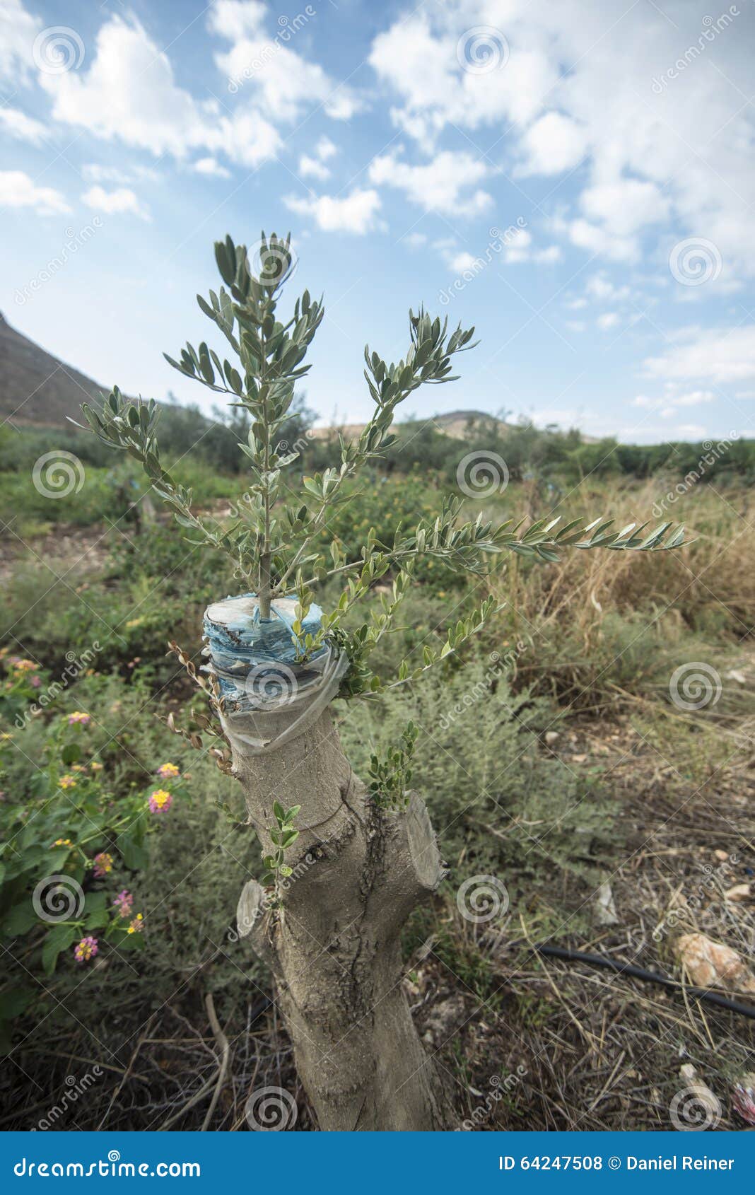 Graft on a mango tree stock photo. Image of cleft, cultivate - 64247508