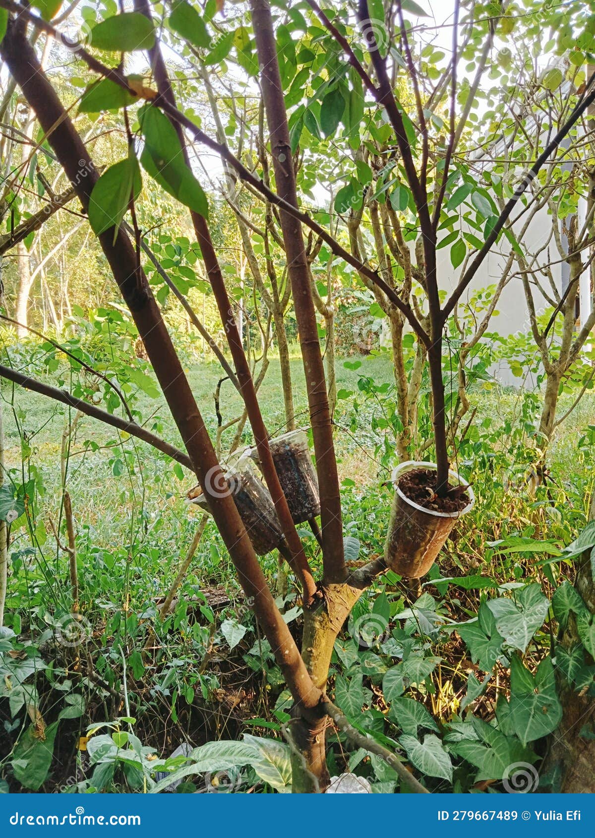 Graft a Star Fruit Tree Using a Plastic Cup Filled with Soil Stock ...