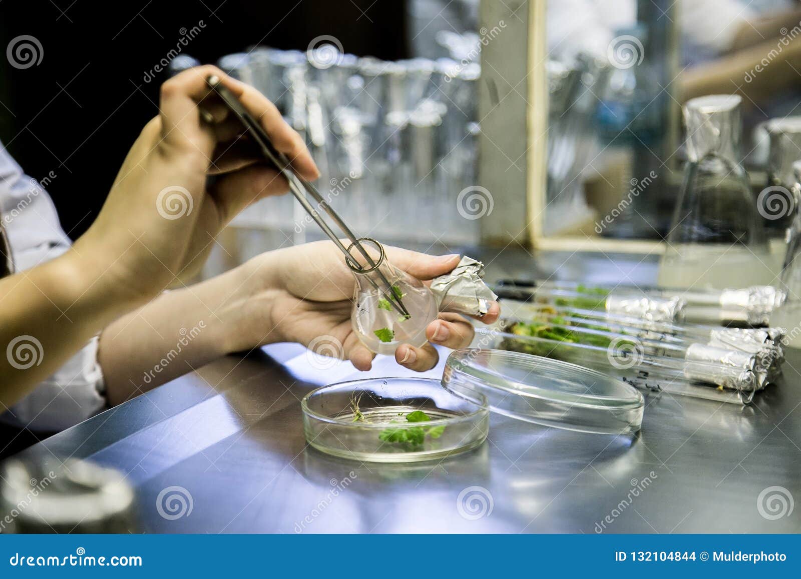 Graftage of Microplants in Laboratory of Biotechnology Stock Photo ...