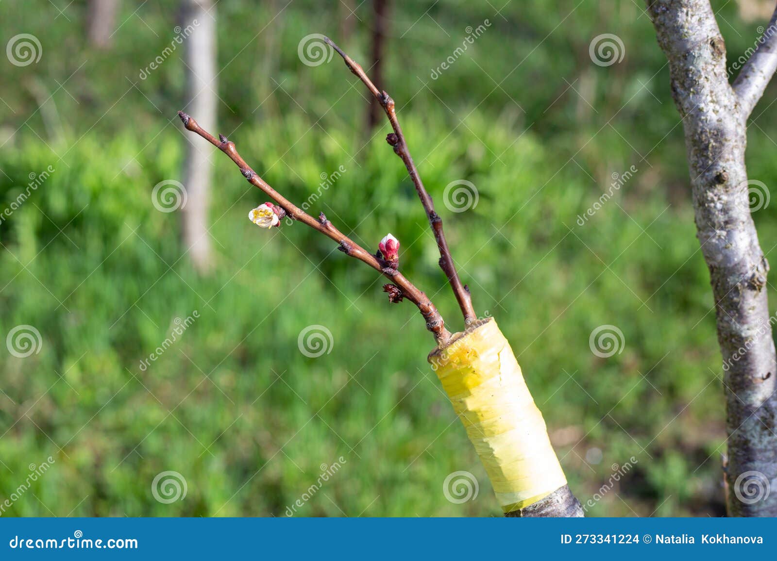 Grafted Apricot Branch Blossomed, on a Plum Tree. Split Grafting Stock ...