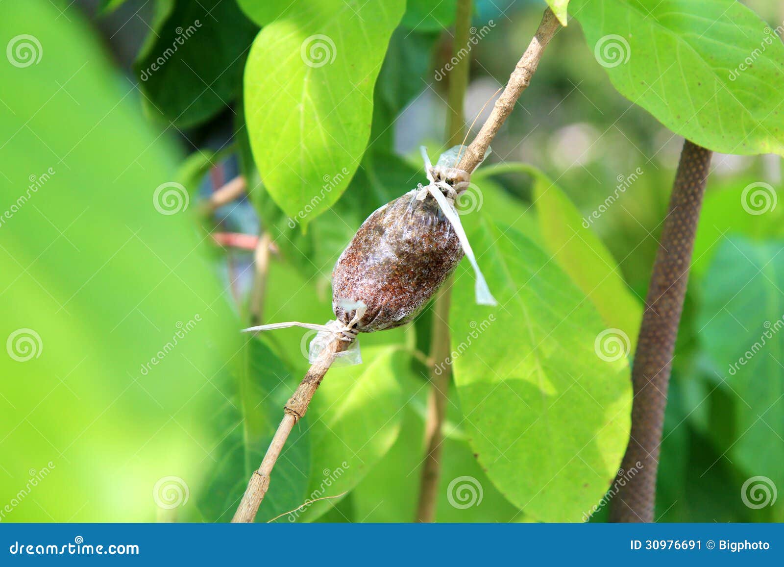 Grafted Branch in Cloning Plant Technique Stock Image - Image of ...