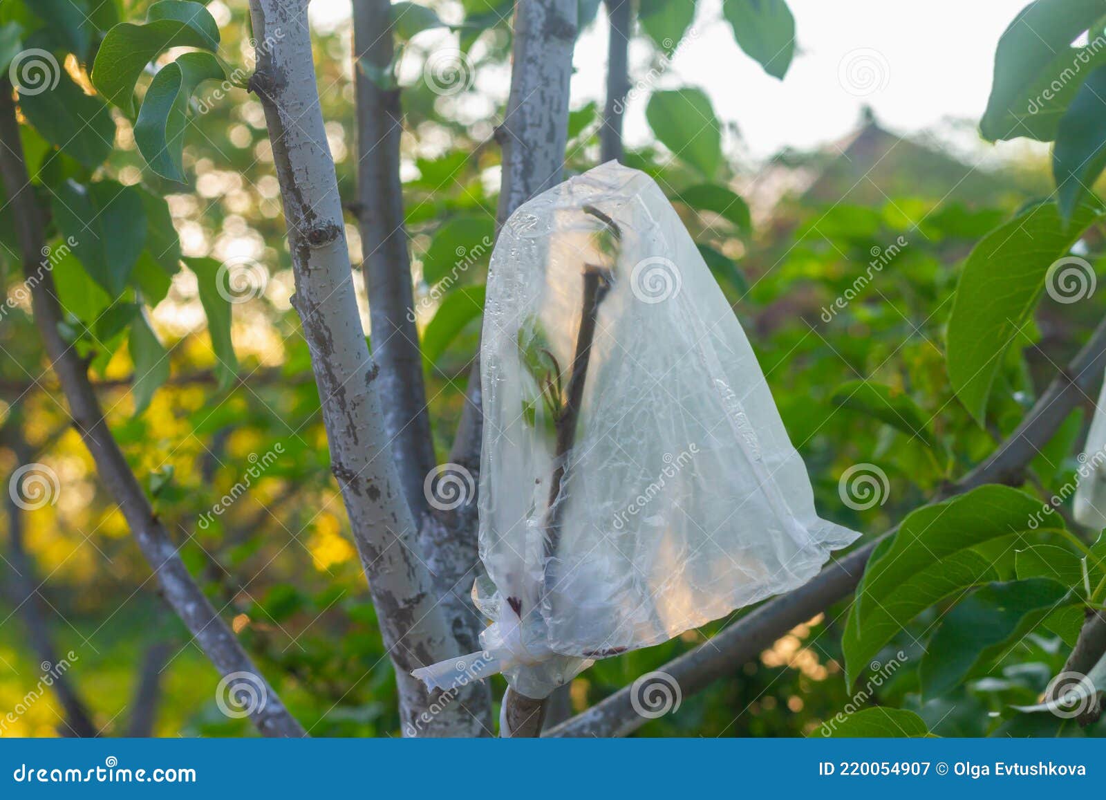 A Grafted Branch on a Pear Tree in the Garden is Wrapped in a Film ...