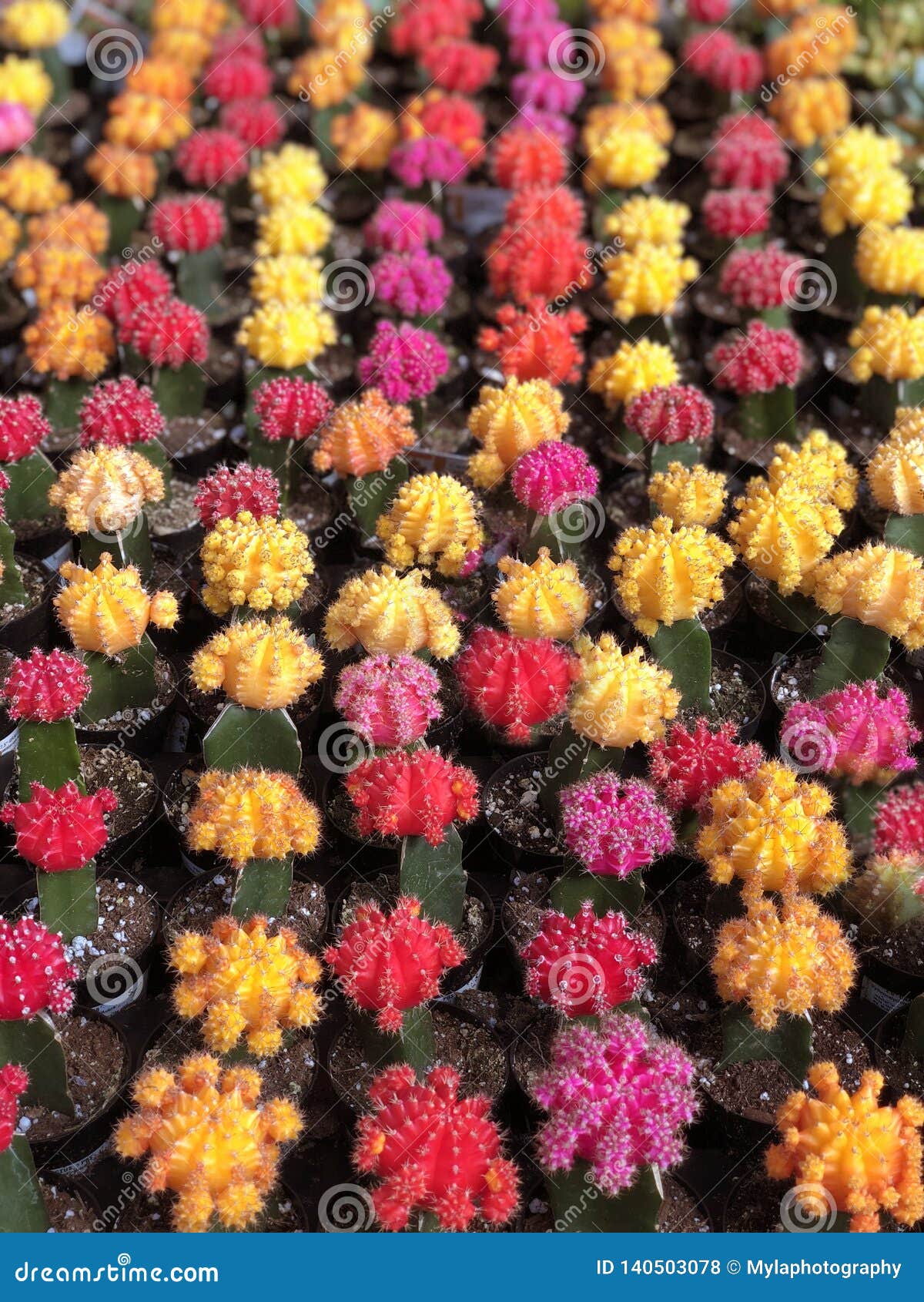 Grafted Cacti stock photo. Image of colorful, graft - 140503078