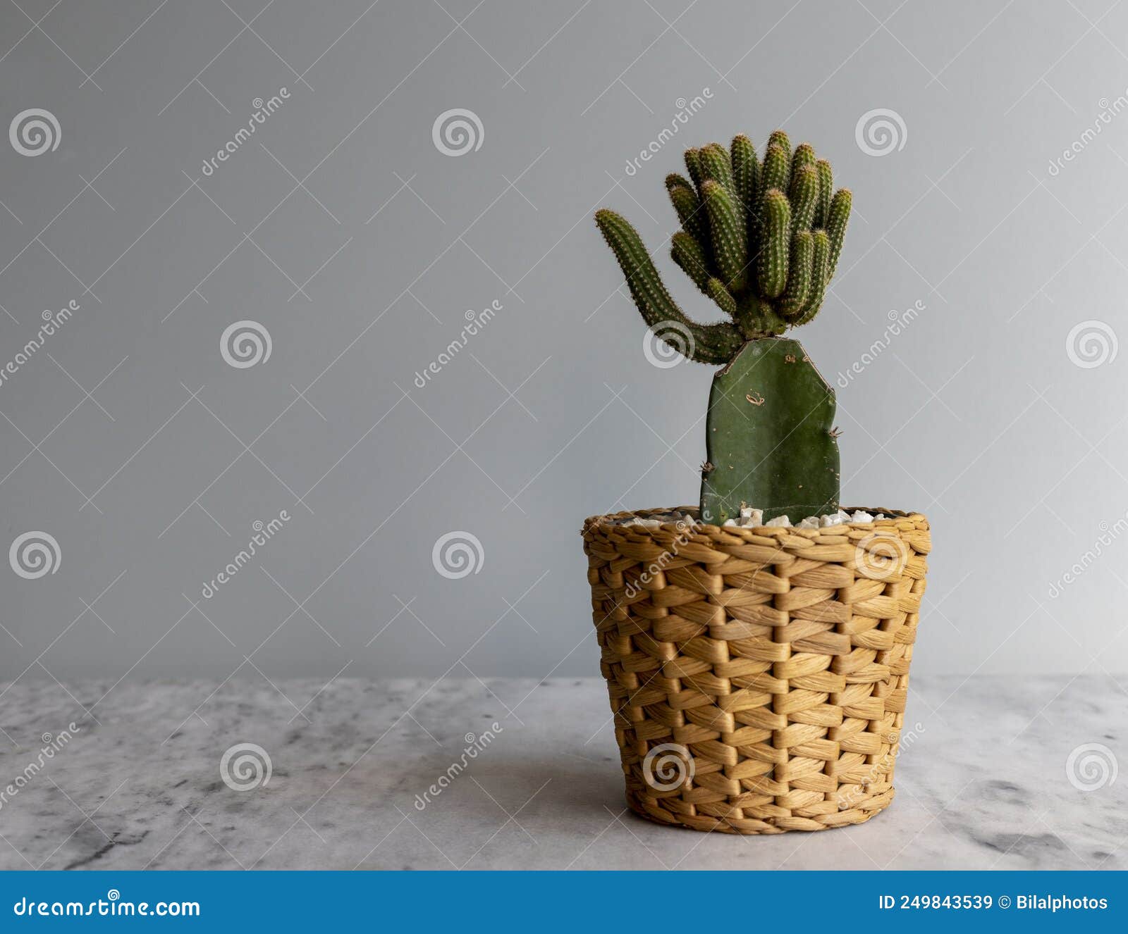 Grafted Cactus Planted in Weaved Pot Stock Image - Image of home, plant ...