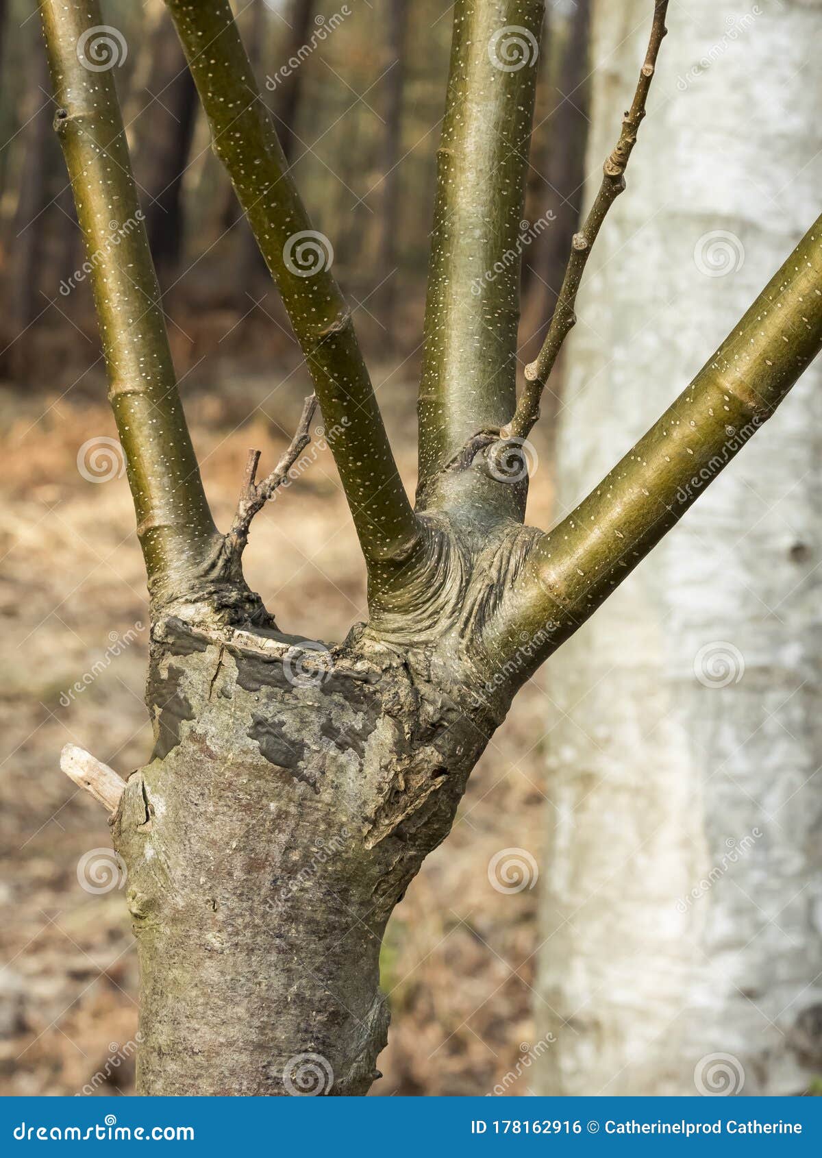 Grafted Chestnut Tree in Orchard Stock Photo - Image of fruit, grafted ...