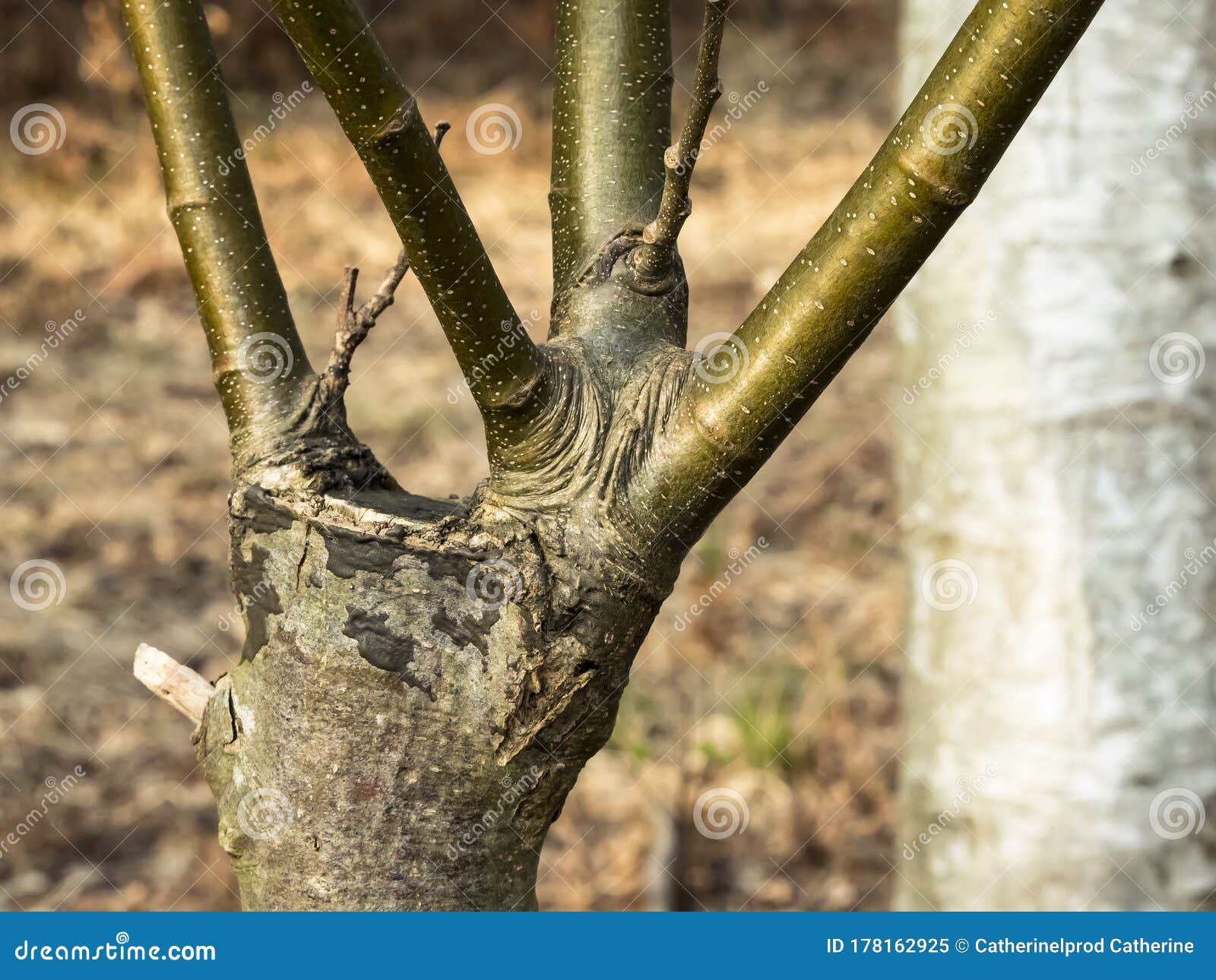Grafted Chestnut Tree in Orchard Stock Image - Image of green, apple ...