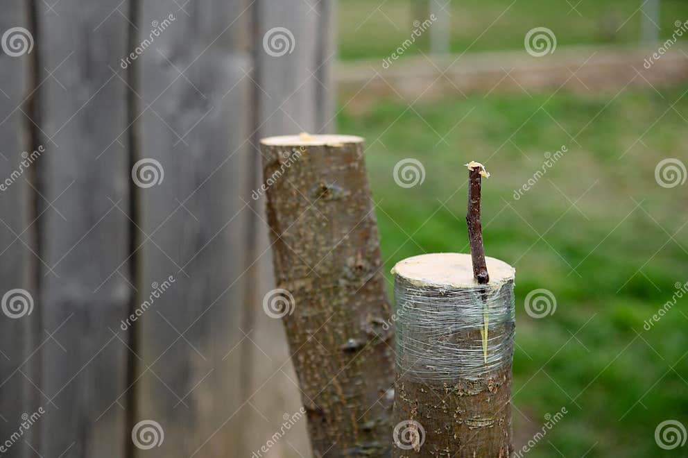 Grafted Fruit Tree. Spring Grafting of Trees Stock Image - Image of ...