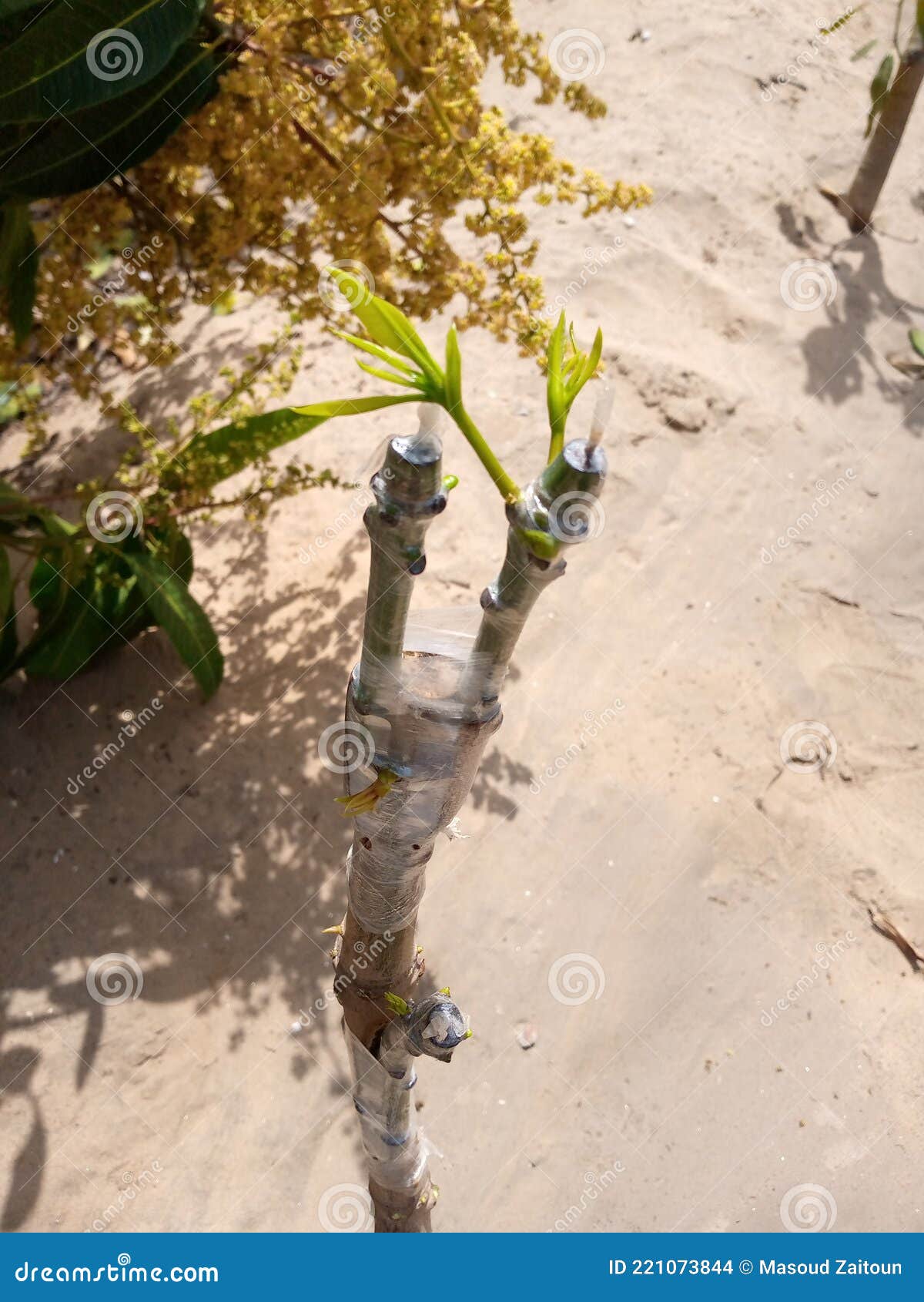 Success Of Mango Tree Grafting With New Leaves Stock Image ...