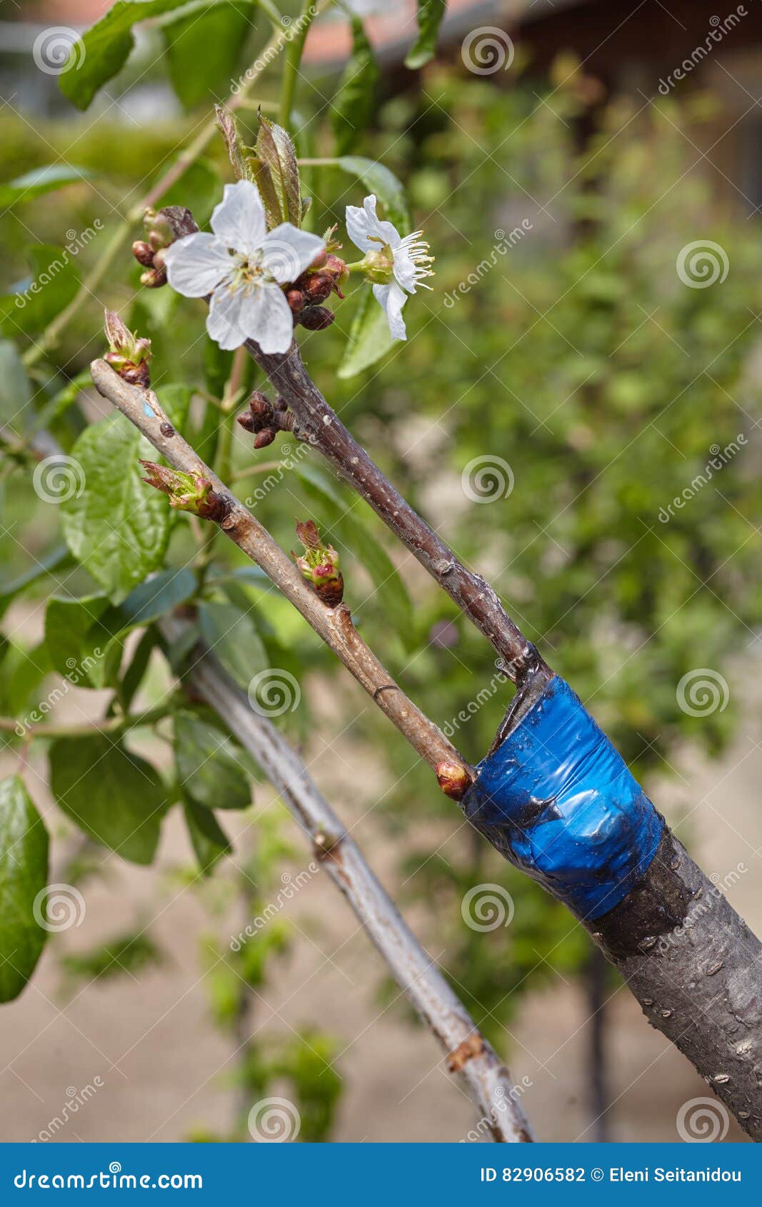 Grafted tree stock photo. Image of flora, fruit, branch - 82906582
