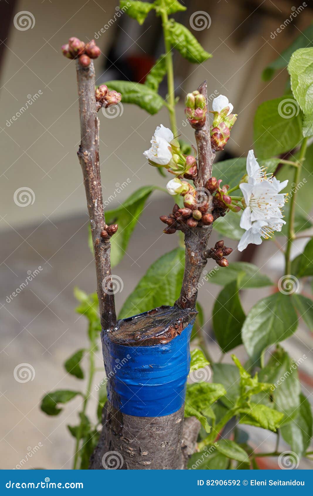 Grafted tree stock photo. Image of flora, grafting, spring - 82906592