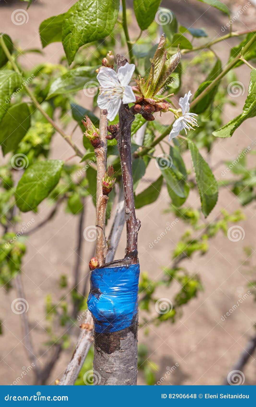 Grafted tree stock photo. Image of tape, spring, success - 82906648