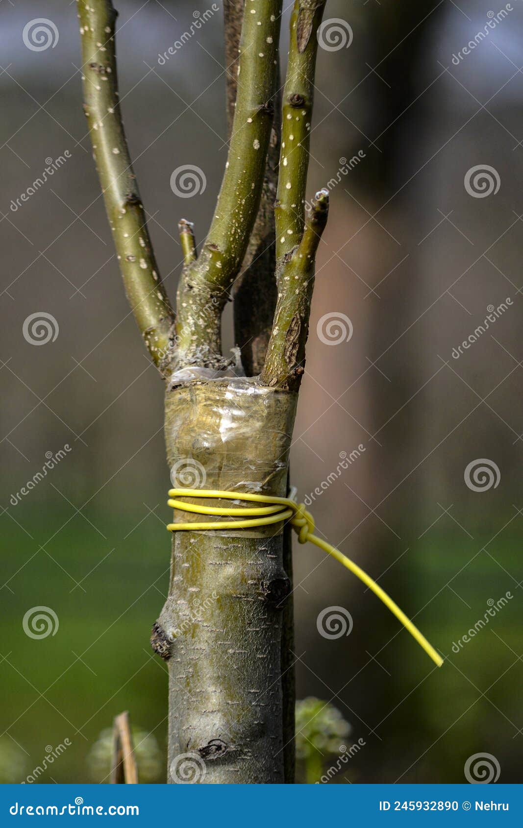 Grafted Tree Royalty-Free Stock Image | CartoonDealer.com #82906630
