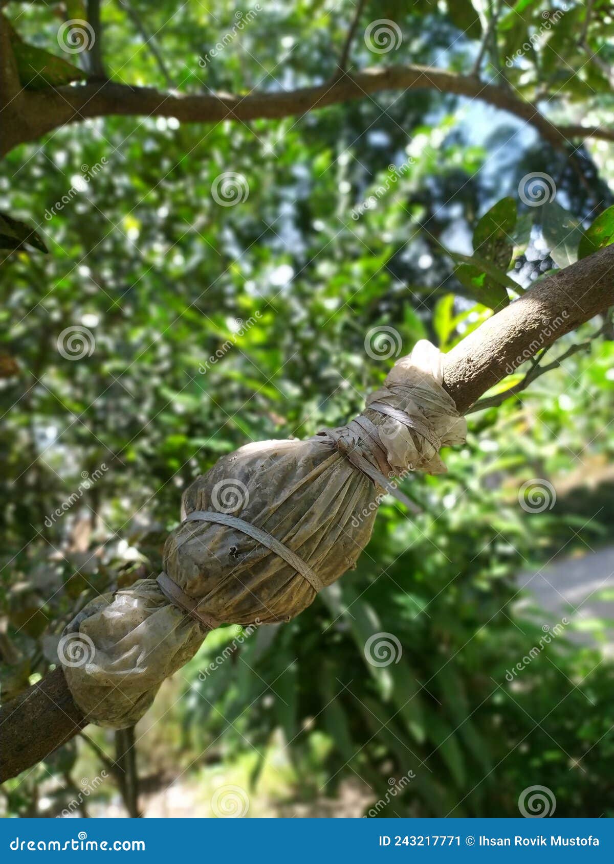Grafted tree trunk stock image. Image of wildlife, sculpture - 243217771