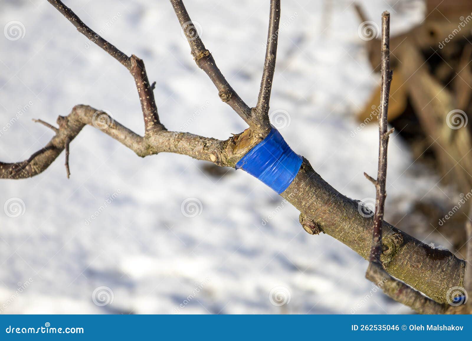 The Grafted Tree is Wrapped in Blue Ribbon. Stock Photo - Image of life ...