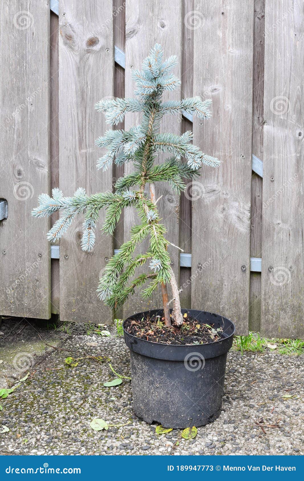 Grafted young Blue Spruce stock image. Image of glauca - 189947773