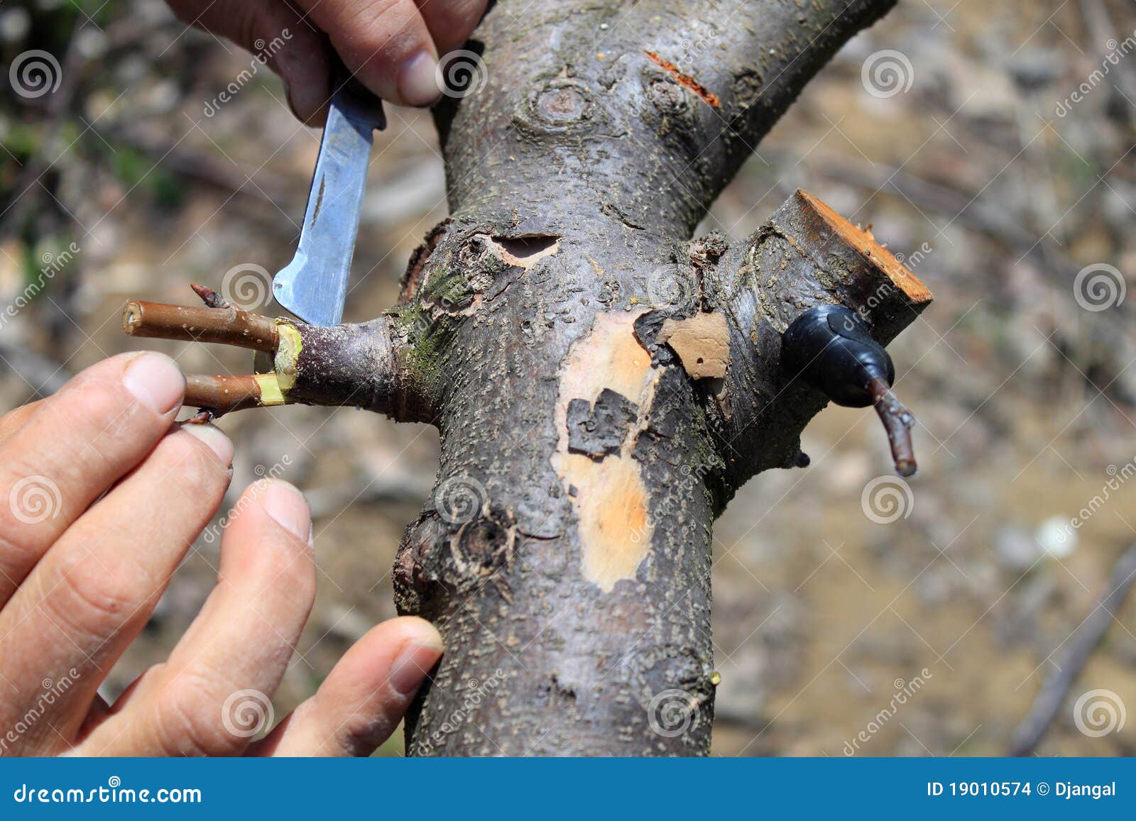 Gardener Grafting And Budding Fruit Tree. Step-by-step Picture Tutorial ...