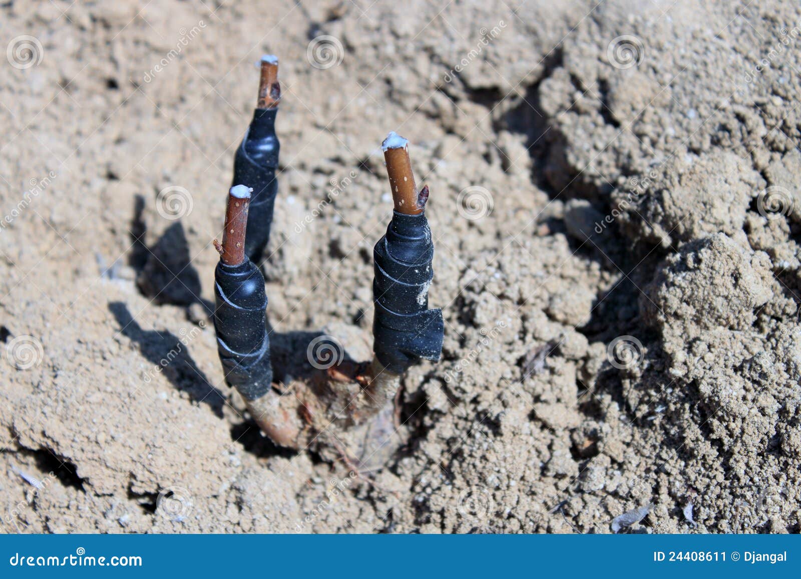 Grafting stock image. Image of branch, cleft, engraft - 24408611