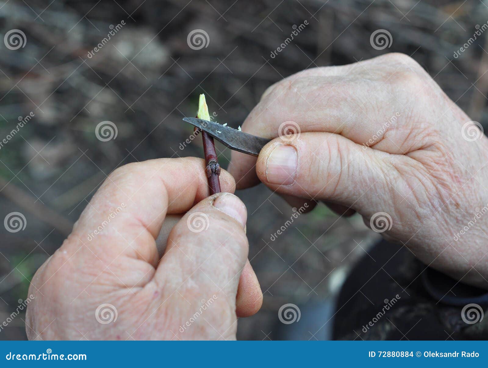 Grafting Apricot Tree Branches. Grafting Fruit Trees Step by Step Stock ...