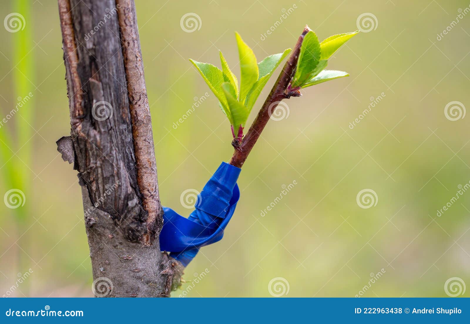 Grafting on a Branch of a Fruit Tree. Stock Photo - Image of rural ...