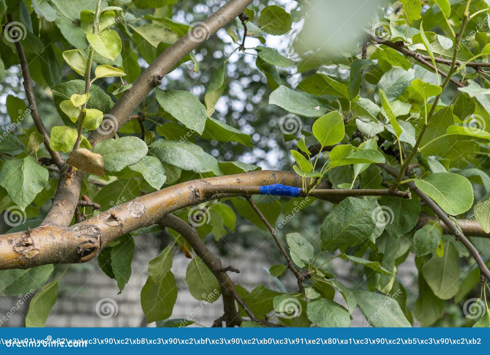 Grafting on a Branch of a Fruit Tree in the Garden Stock Image - Image ...