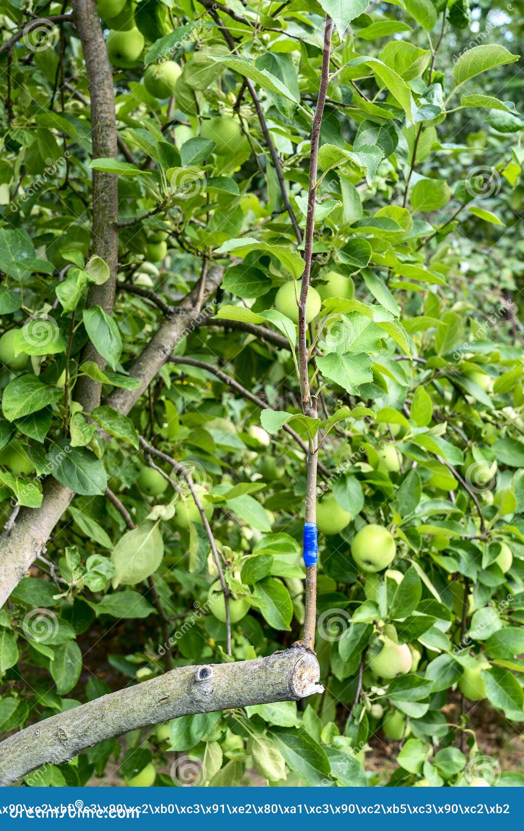 Grafting on a Branch of a Fruit Tree in the Garden Stock Photo - Image ...