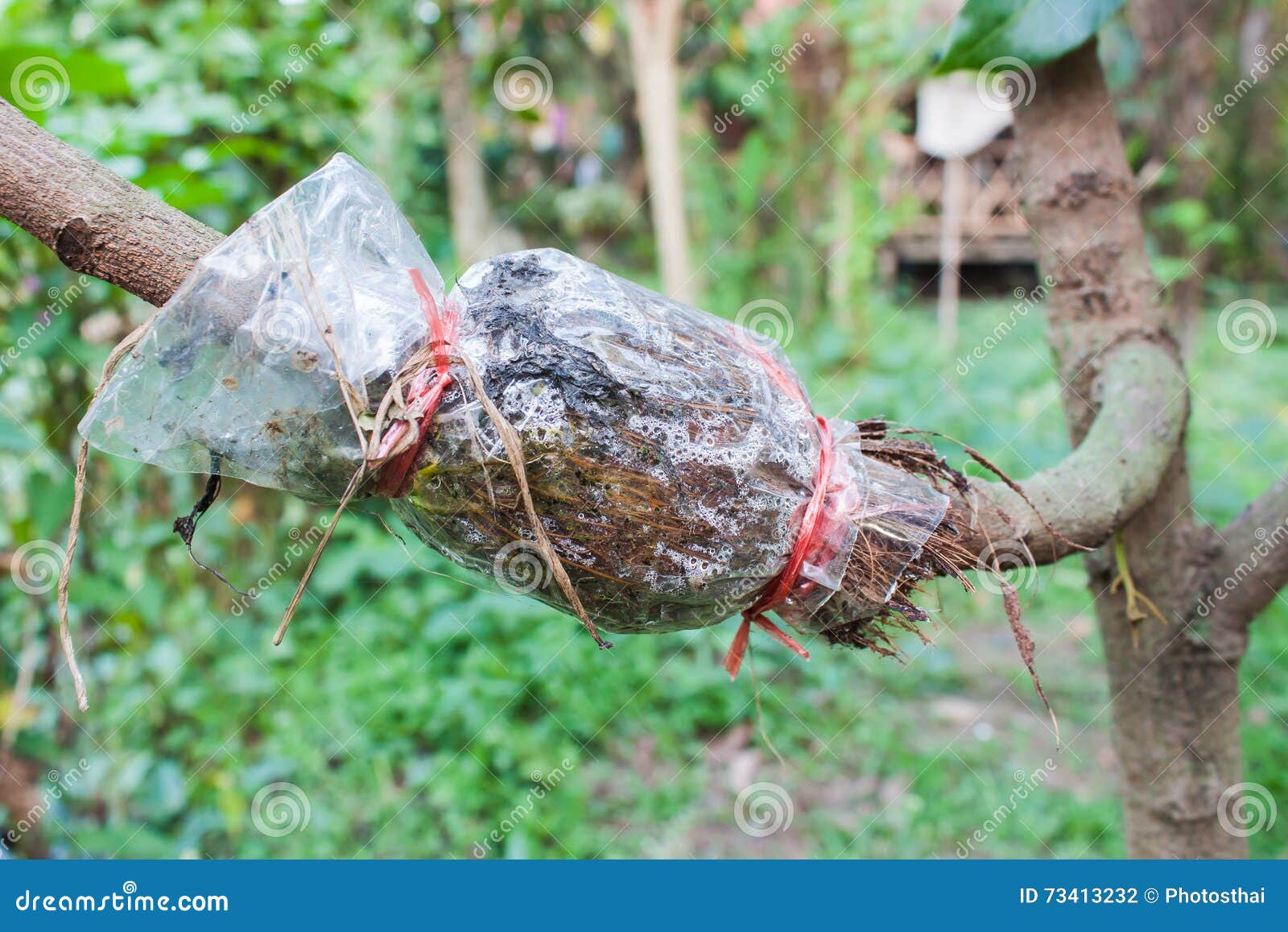 Grafting with Branch of Tree Stock Photo - Image of hanging, cloning ...