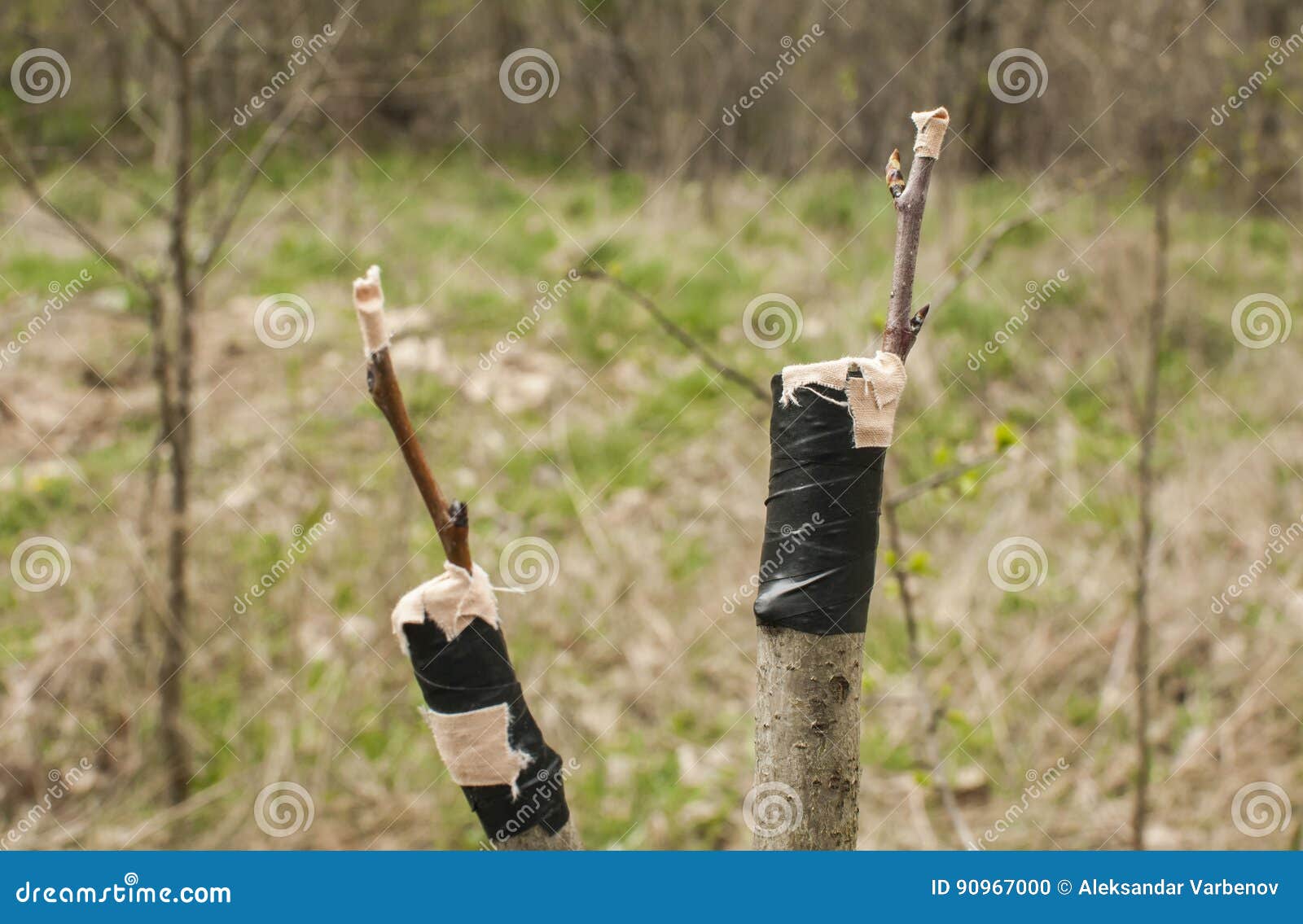 Grafting Branches of Fruit Tree Closeup Stock Photo - Image of grafting ...
