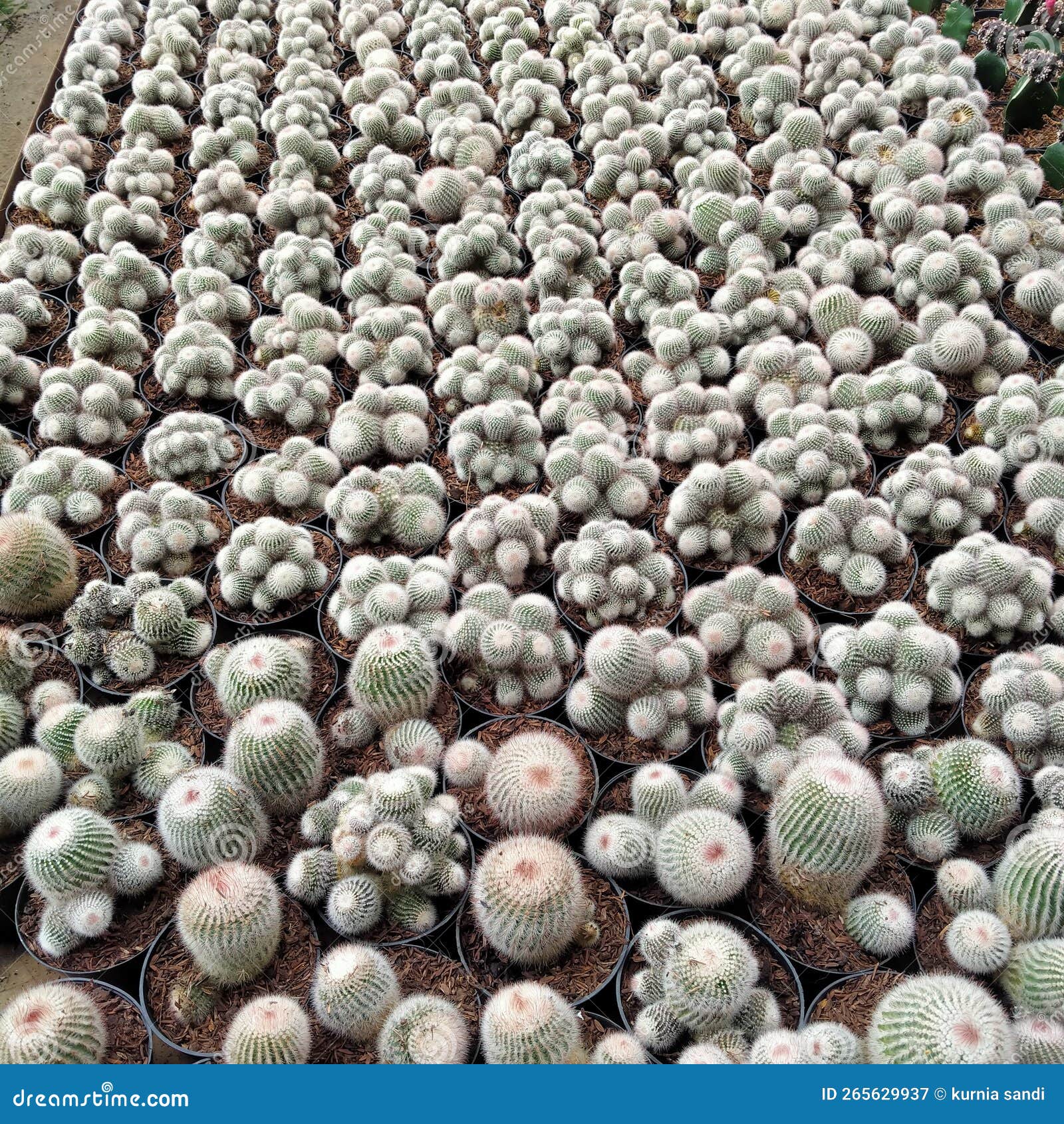 Grafting Cactus is a Cactus Cultivated by Farmers Stock Image - Image ...