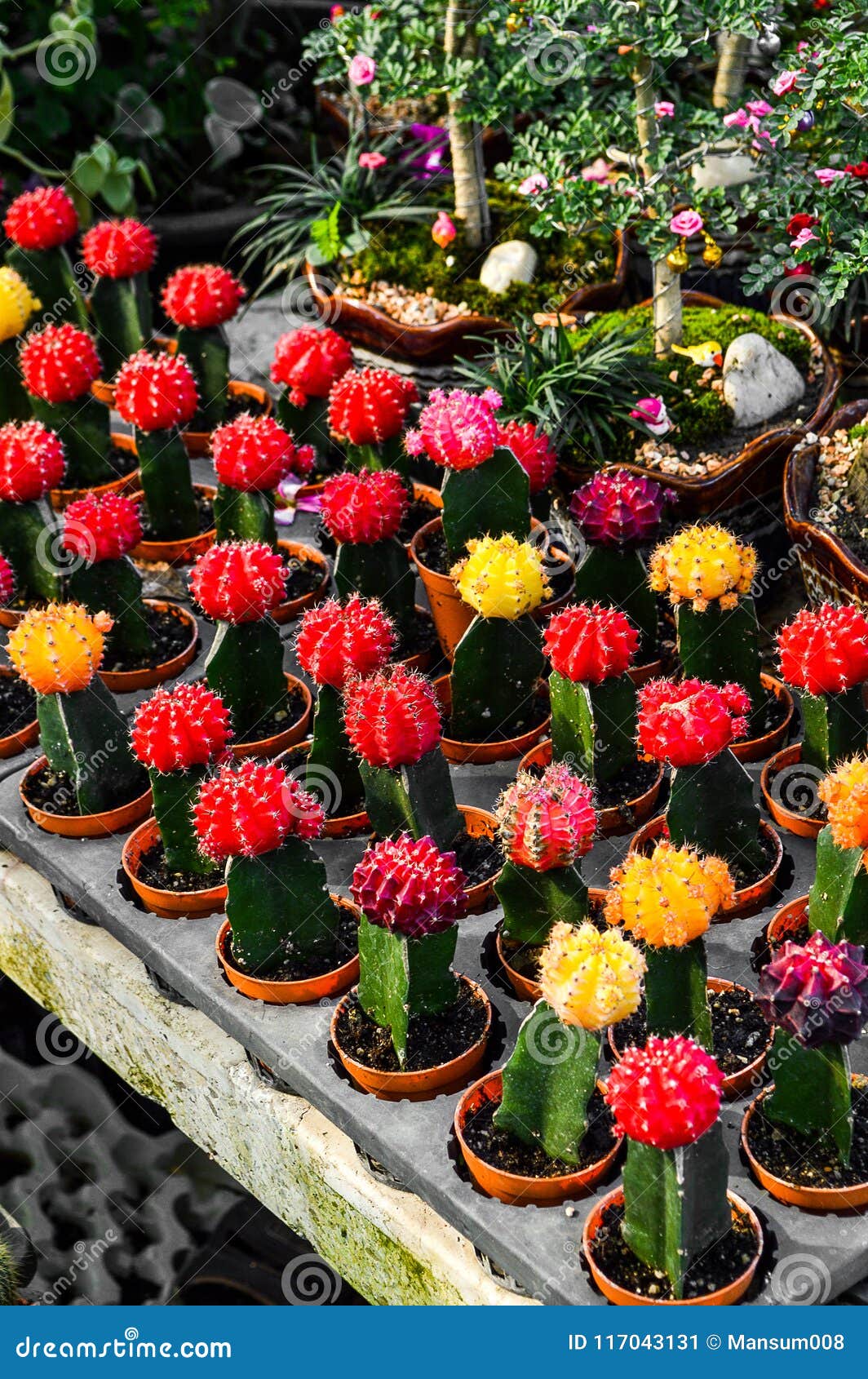 Grafting Cactus Tree in Garden Stock Image - Image of needle, graft ...