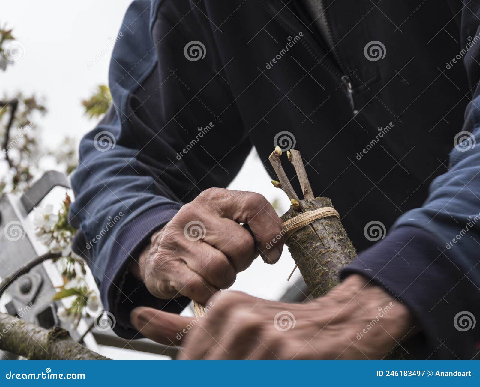 Grafting A Cherry Tree By Splitting. Restoring The Fertility Of An Old ...