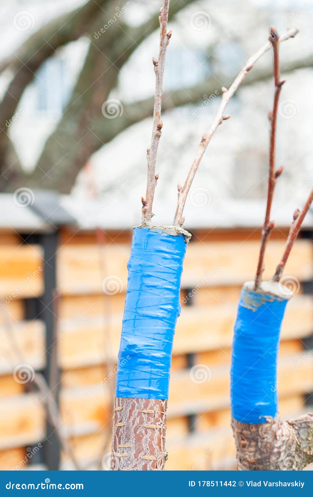 Grafting a Cherry Tree by Splitting. Restoring the Fertility of an Old ...
