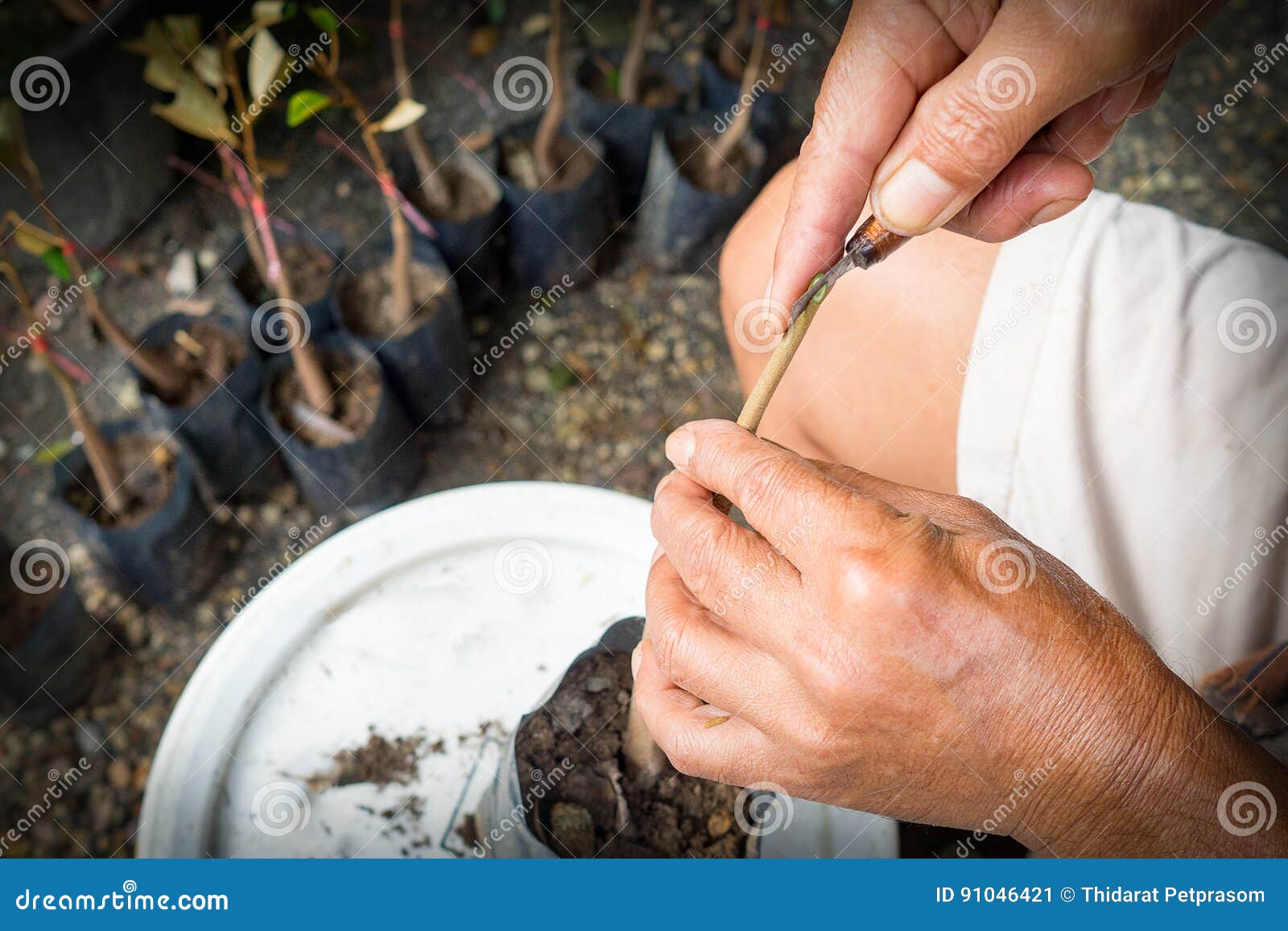 Grafting Durain Tree, Man Hand Use Blade Graftage Tree for Plant ...