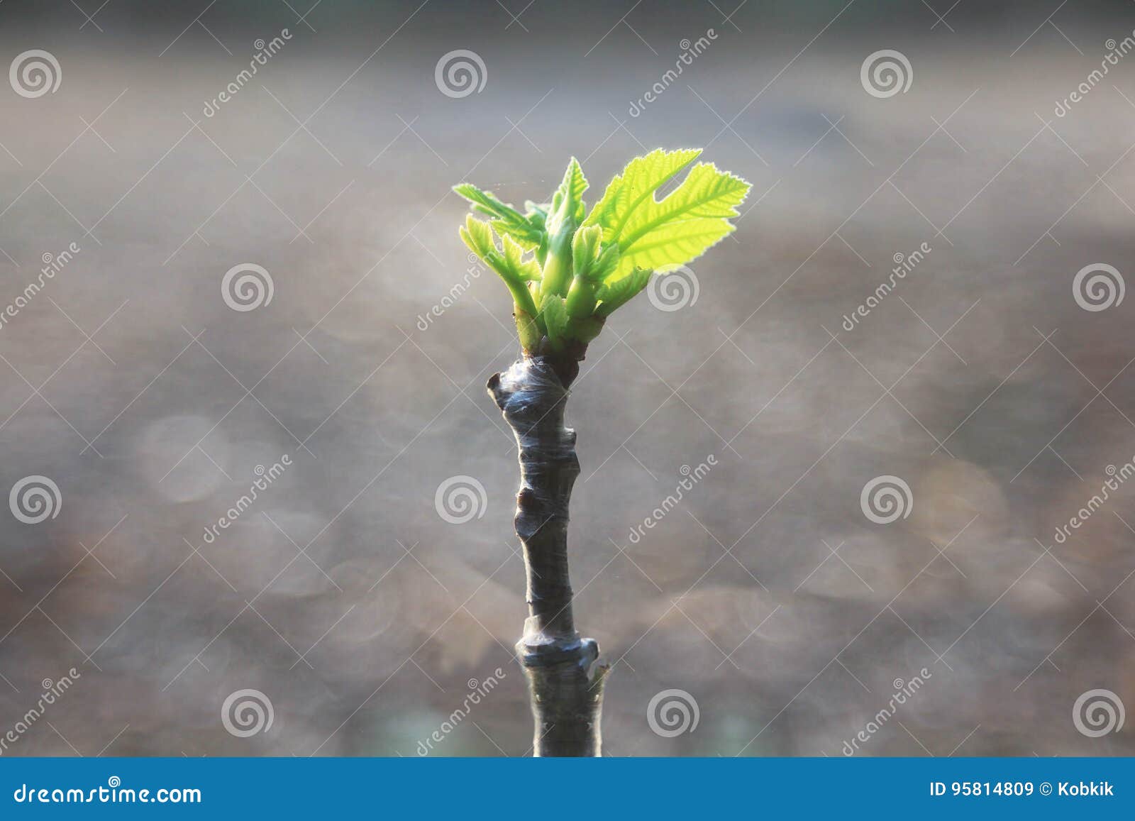 Grafting figs tree. stock image. Image of grafting, spring - 95814809