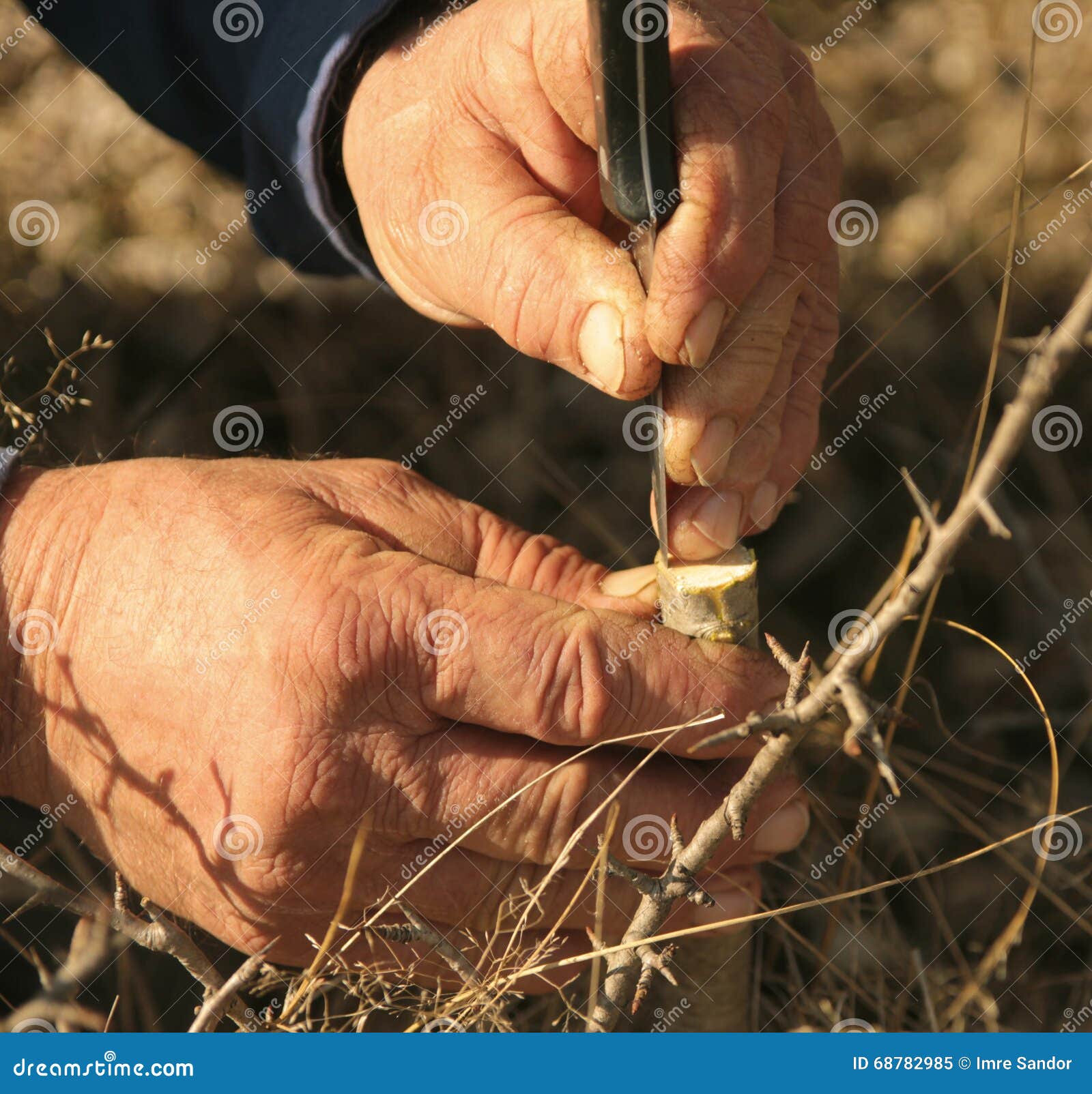 Old Man Hands Grafting Fruit Tree. Step By Step. Grafting Trees - How ...