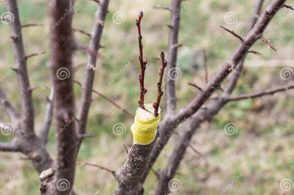 Grafting a Fruit Tree Using the Split Method. Gardening Work in Spring ...