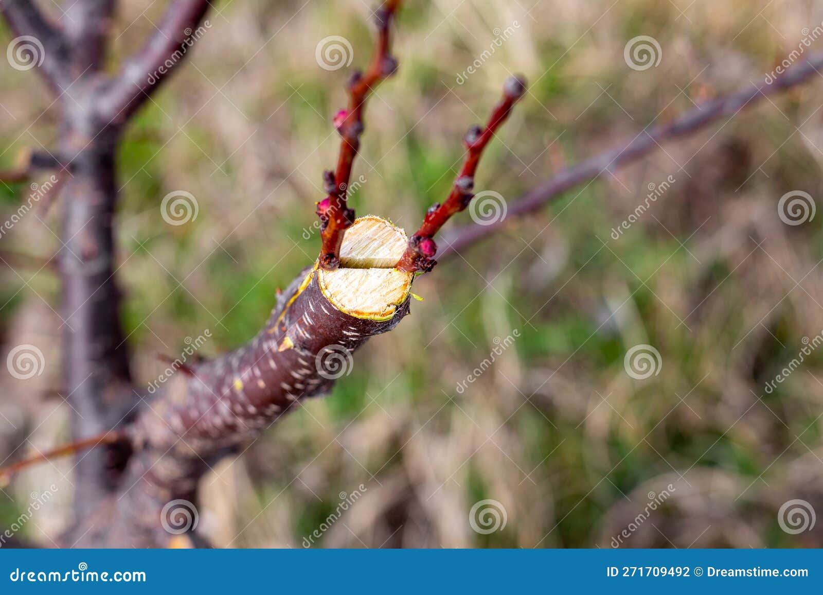 Grafting of a Fruit Tree Using the Split Method. a Thick Branch with a ...