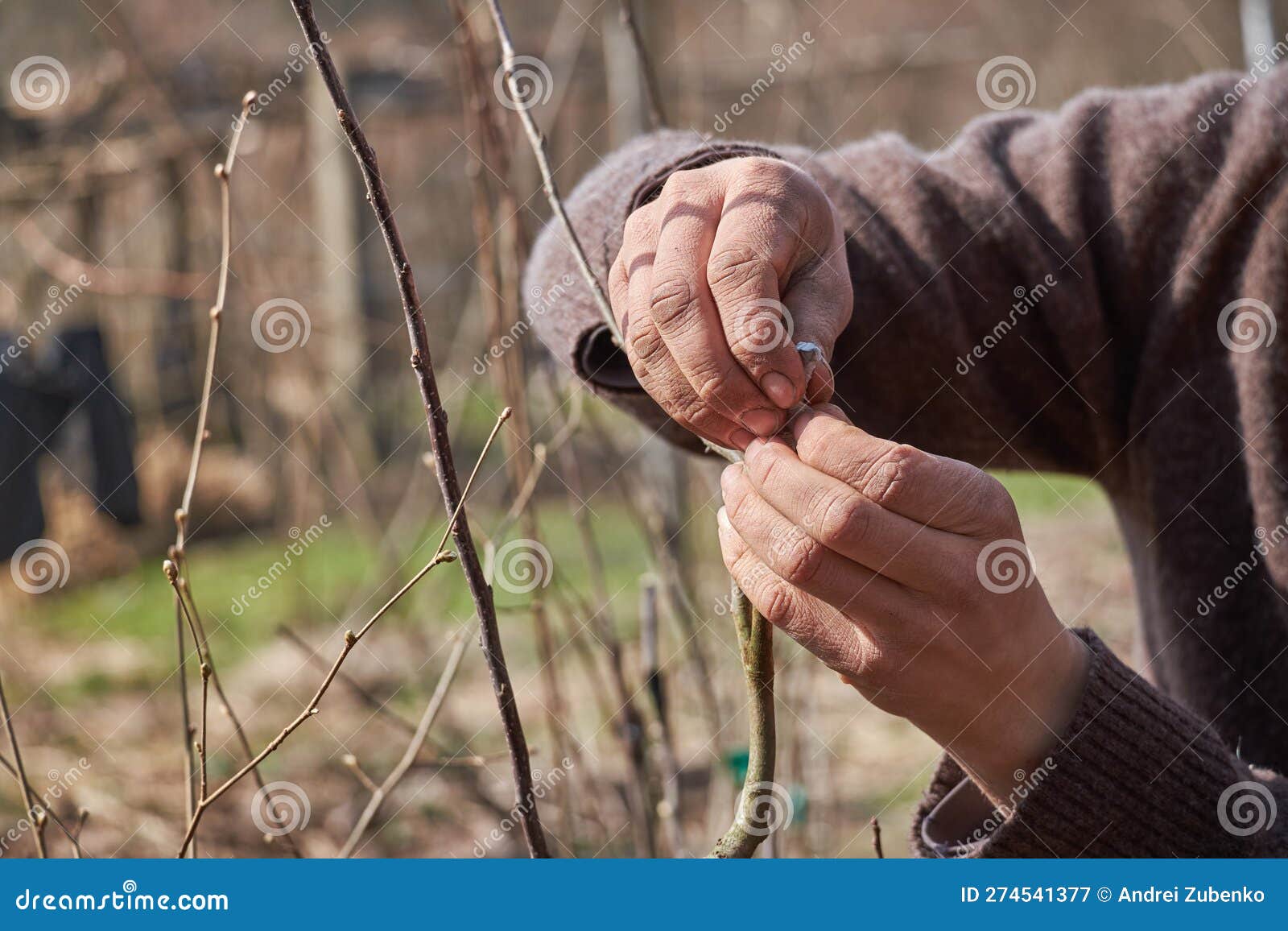 Old Man Hands Grafting Fruit Tree. Step By Step. Grafting Trees - How ...