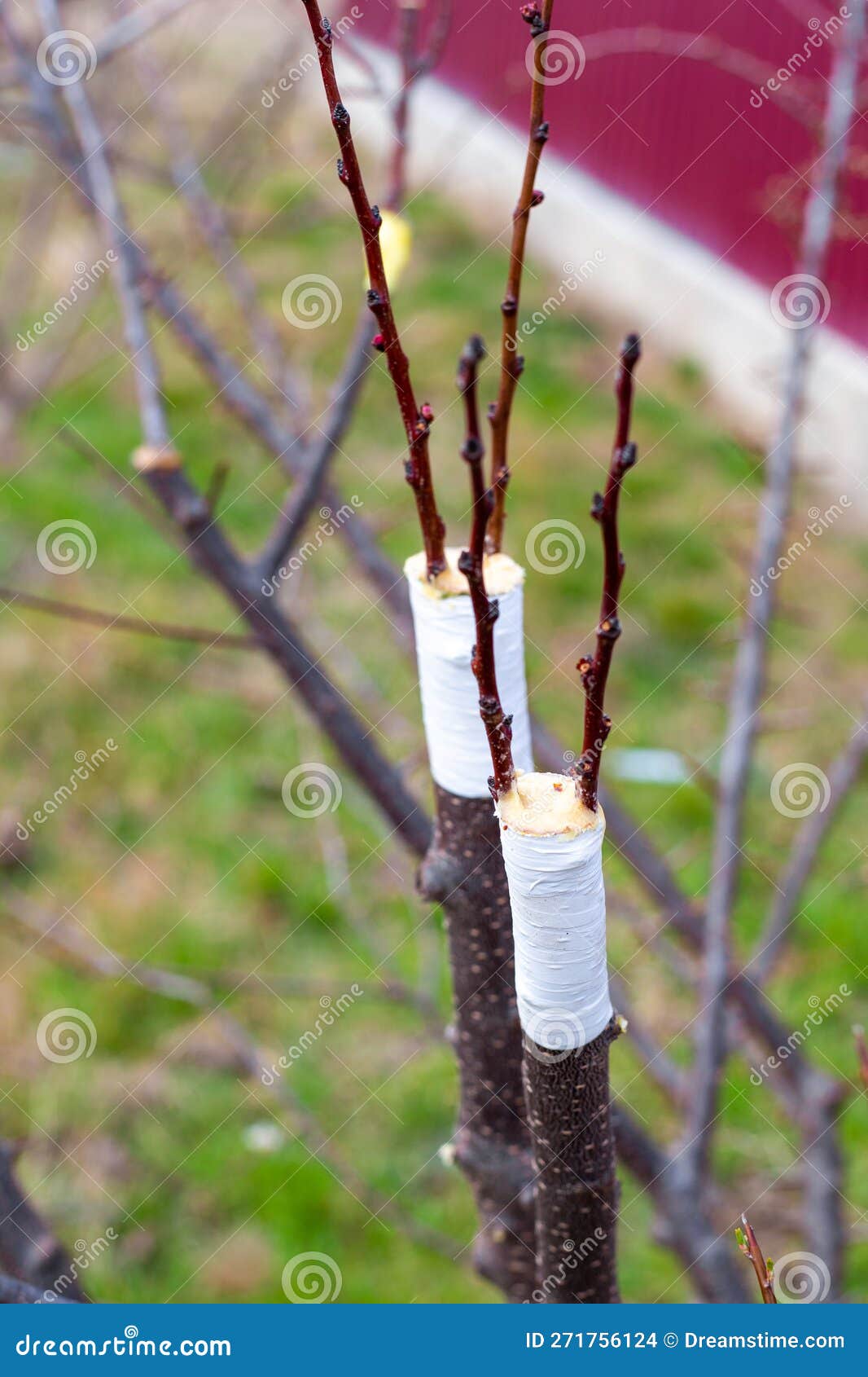 Grafting of Fruit Trees Using the Split Method. the Cuttings are ...