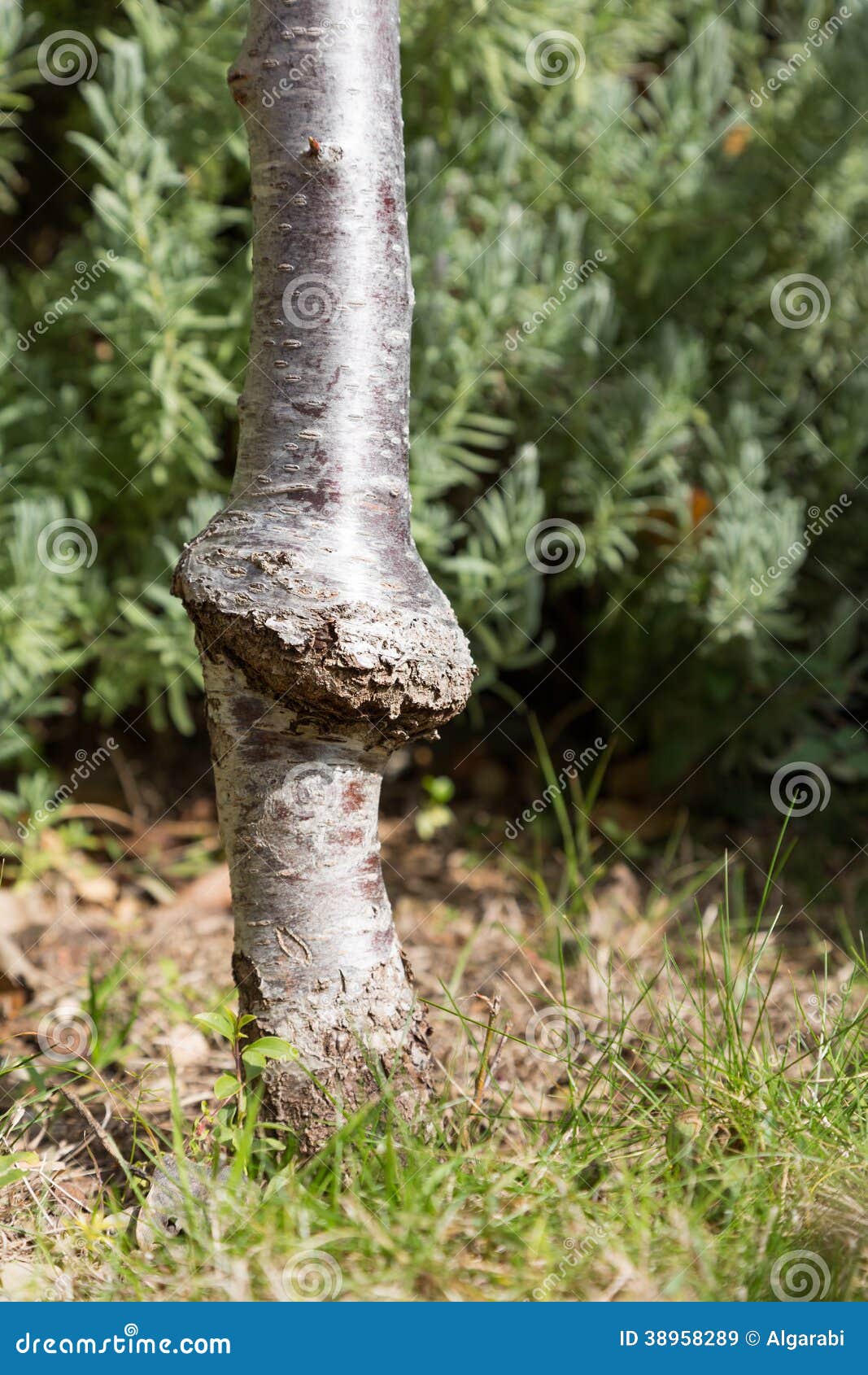 Grafting stock image. Image of hybrid, change, outdoor - 38958289