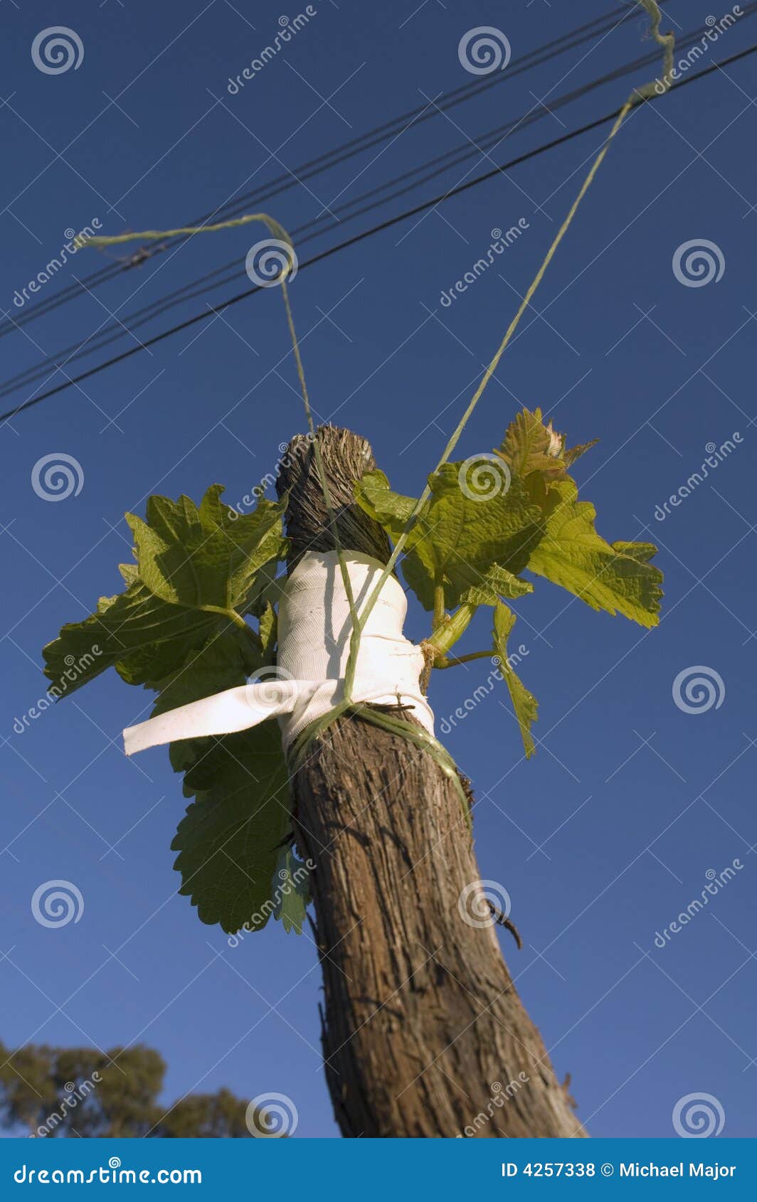 Grafting in grapevines stock photo. Image of vineyard - 4257338