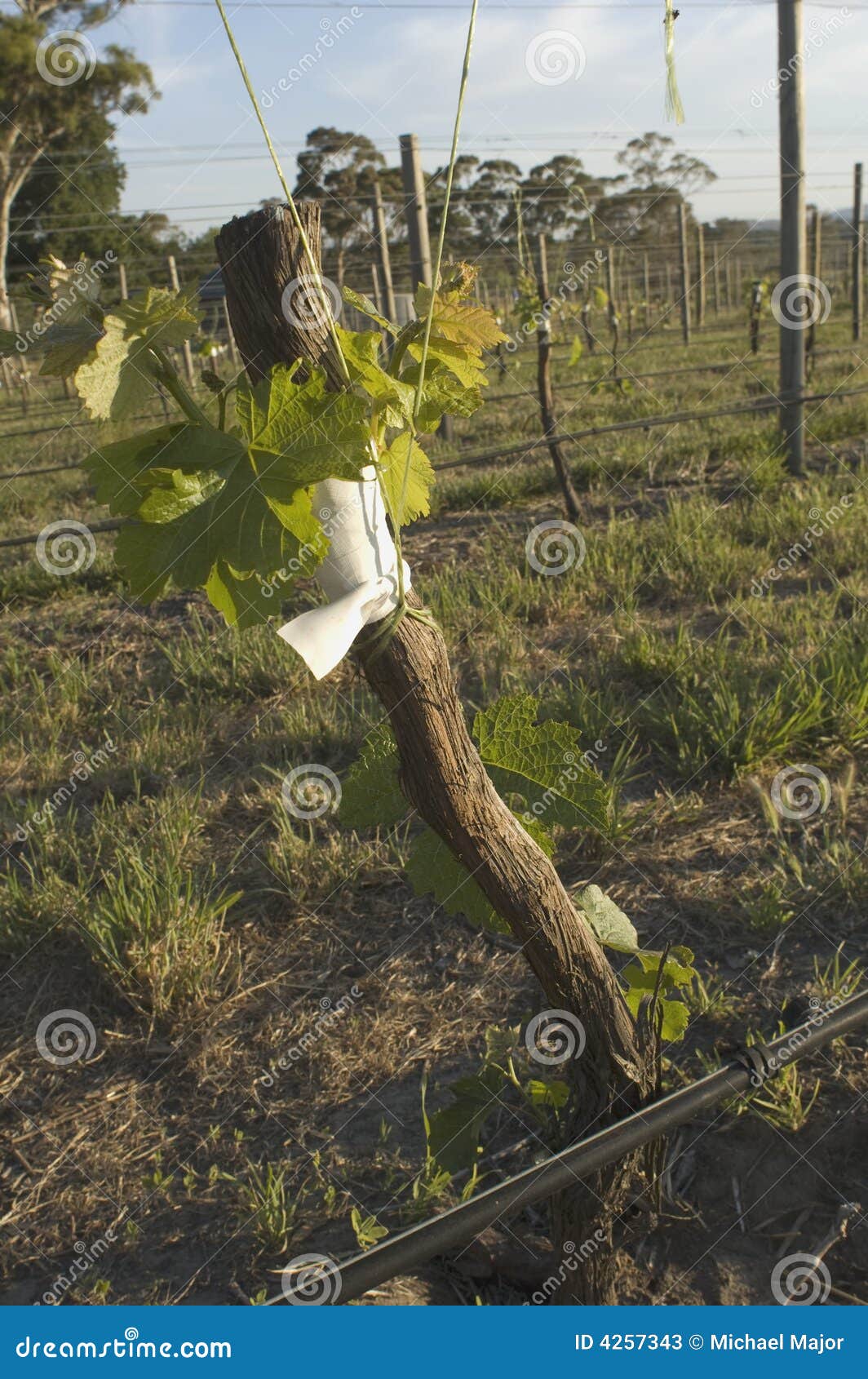Grafting in grapevines stock image. Image of wine, grafting - 4257343