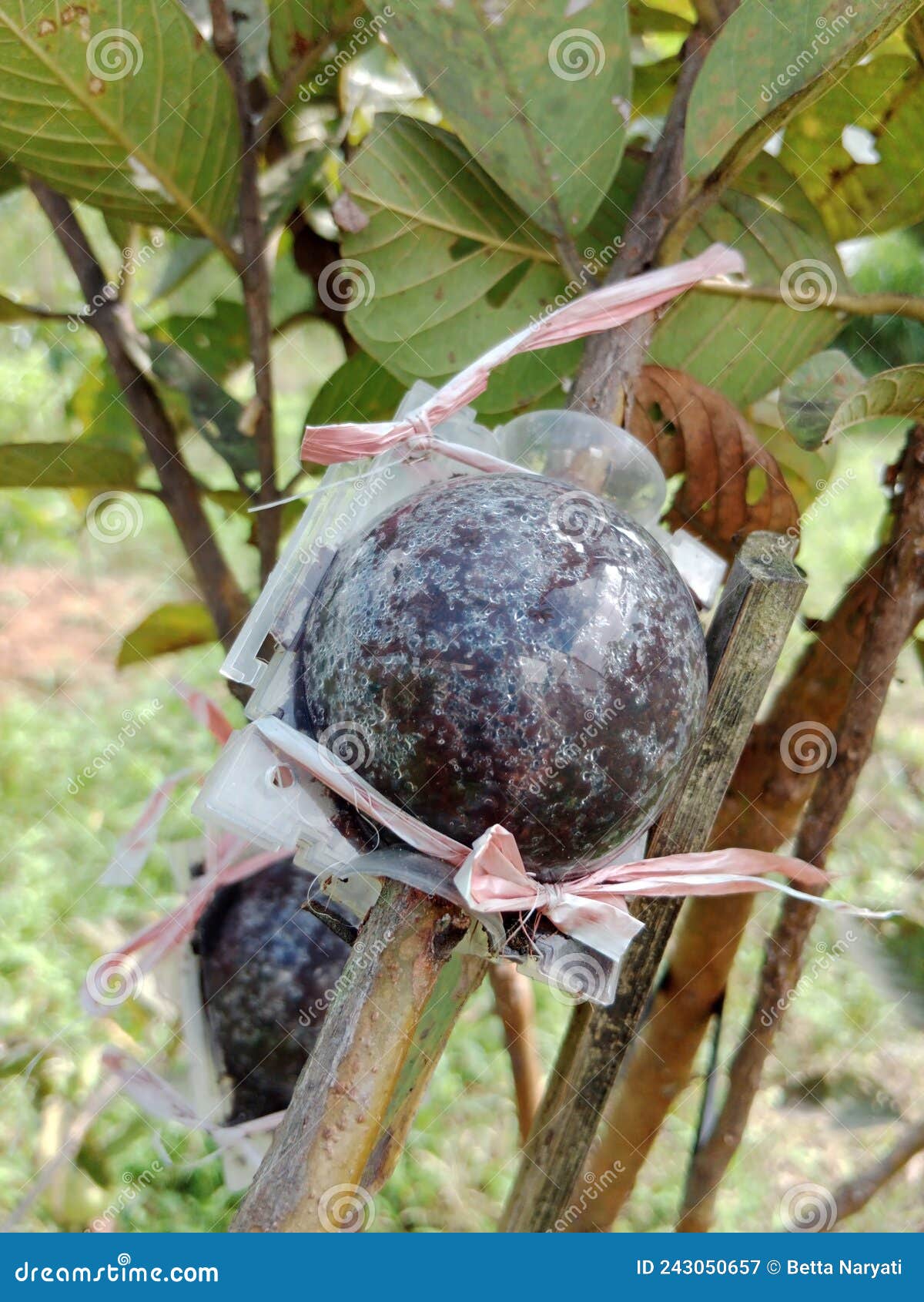 Grafting Guava Fruit on a Tree Trunk Stock Image - Image of grafting ...