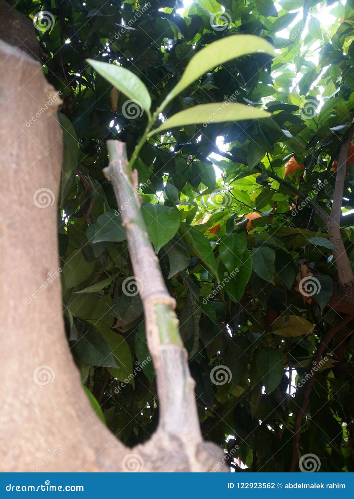 Grafting lemon bud stock photo. Image of lemon, tree - 122923562