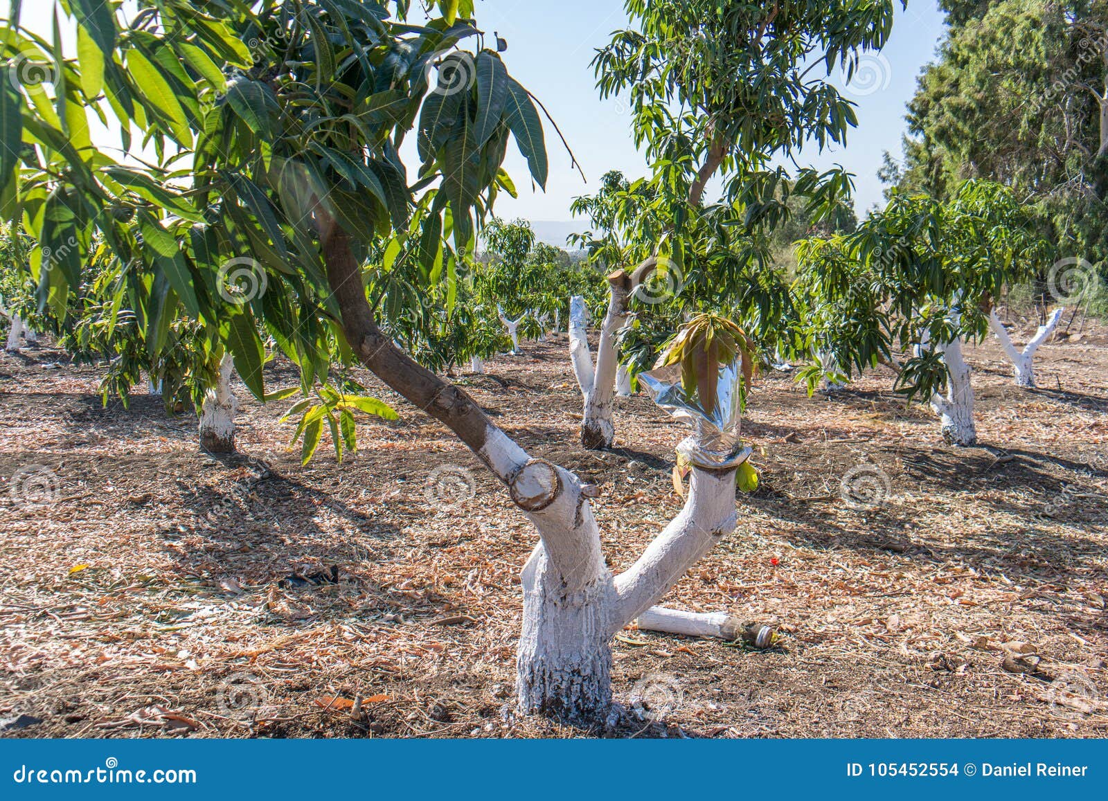 Grafting on mango tree stock photo. Image of orchard - 105452554