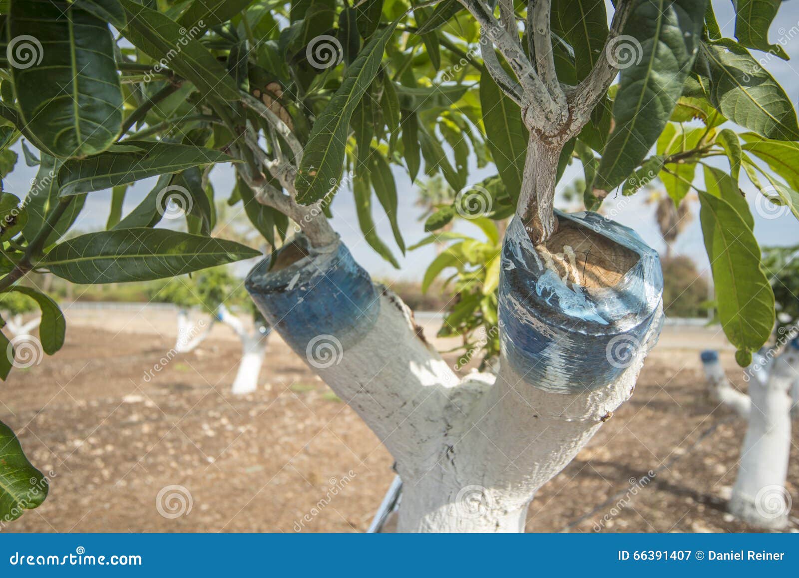 Grafting mango tree stock image. Image of outdoor, plantation - 66391407
