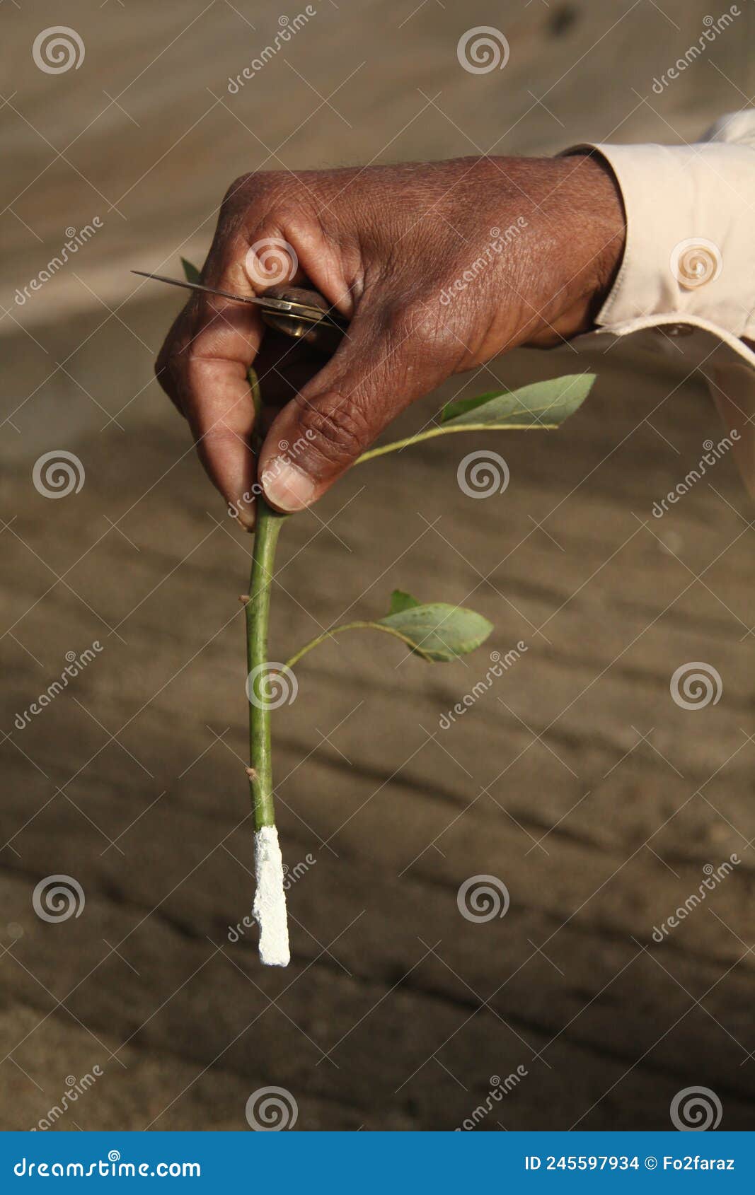Grafting Method of Different Fruits Trees. Stock Photo - Image of ...