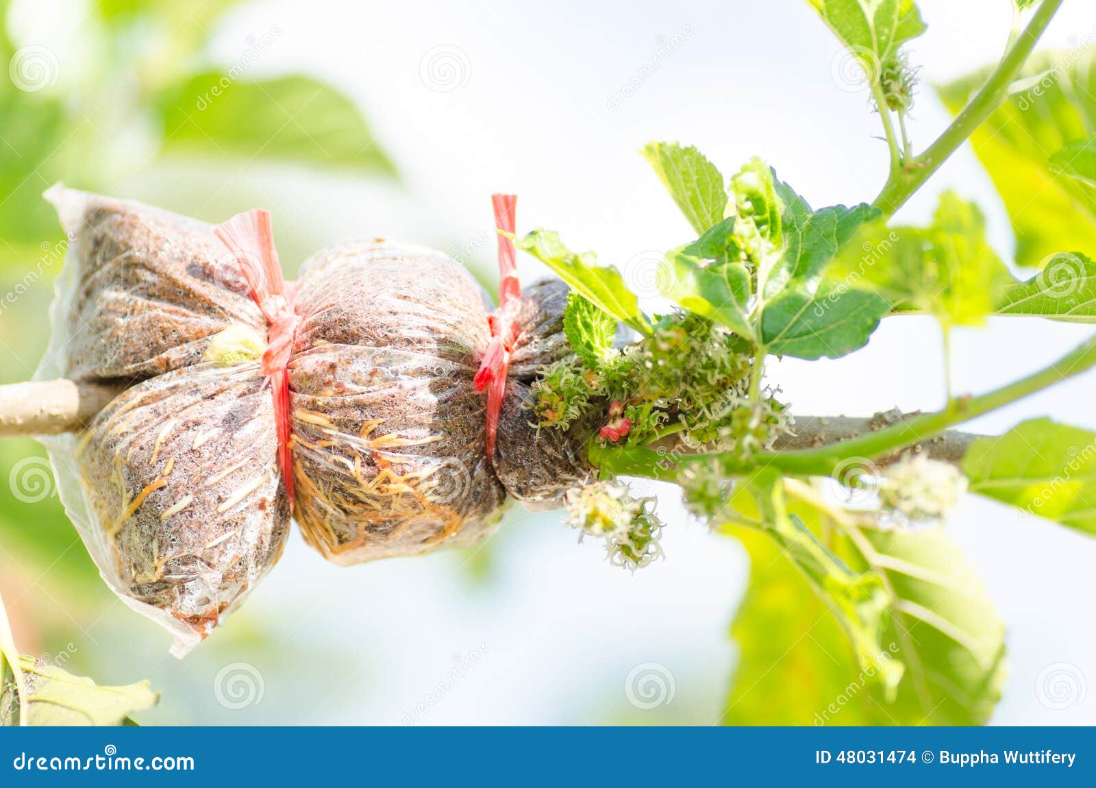 Grafting on mulberry tree stock photo. Image of propagate - 48031474