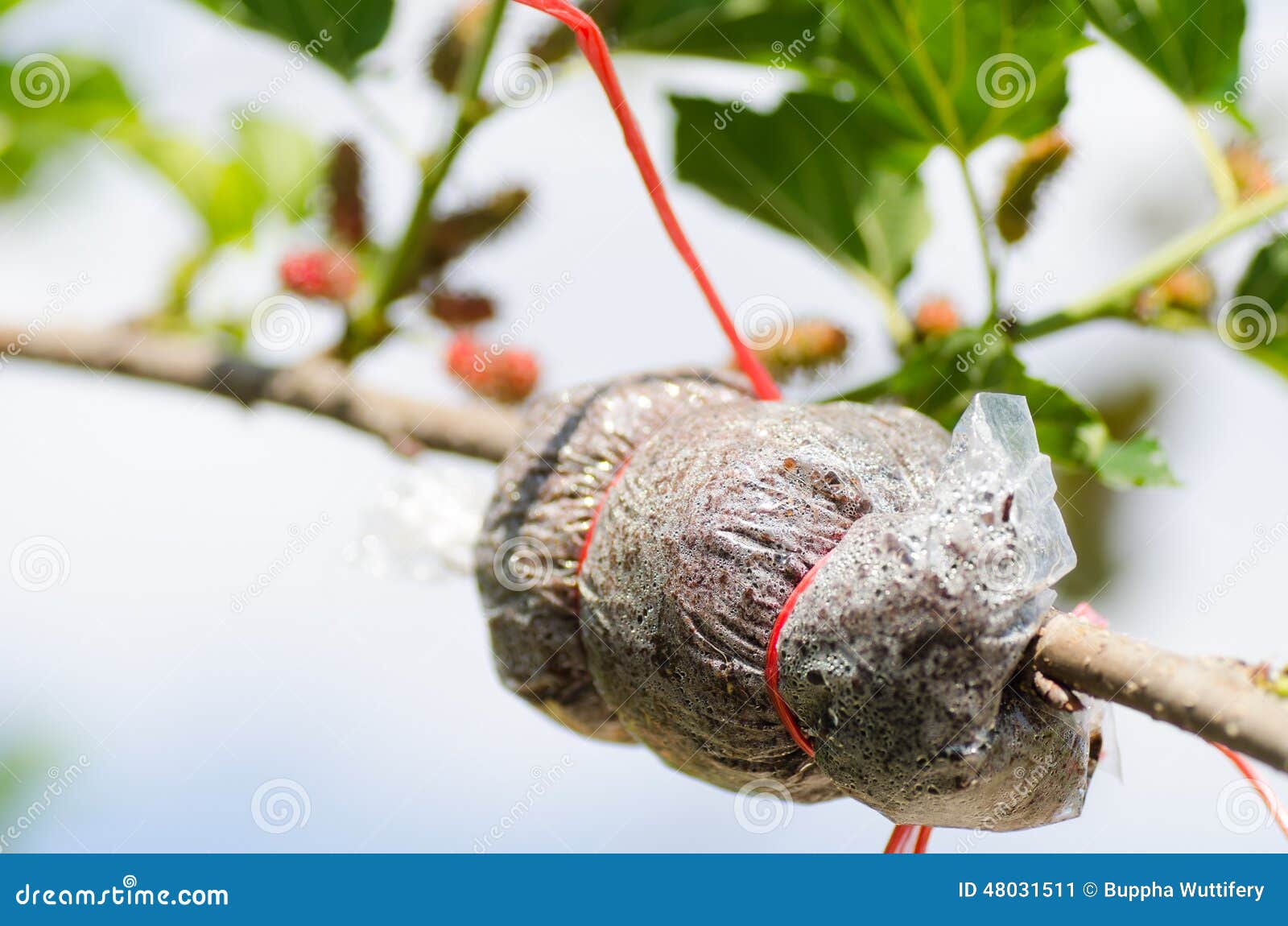 Grafting On Mulberry Tree Royalty-Free Stock Photography ...