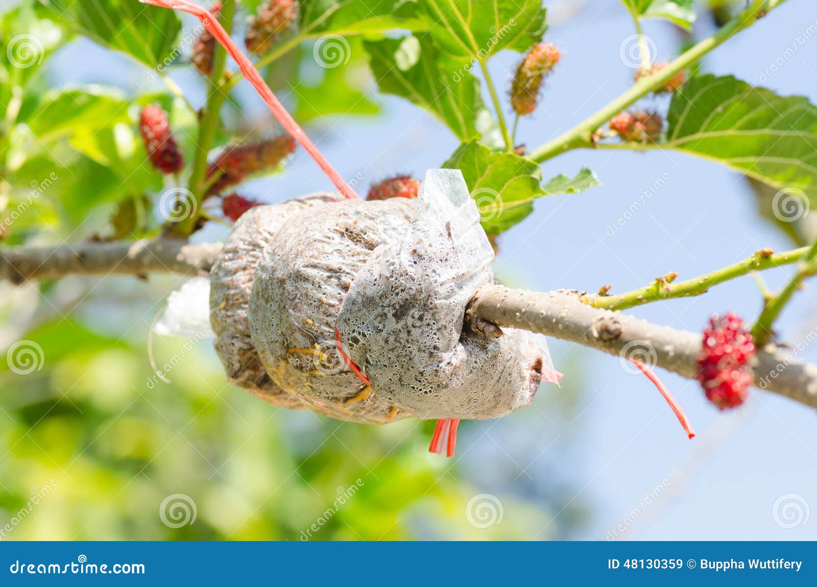 Grafting on mulberry tree stock image. Image of graftinng - 48130359