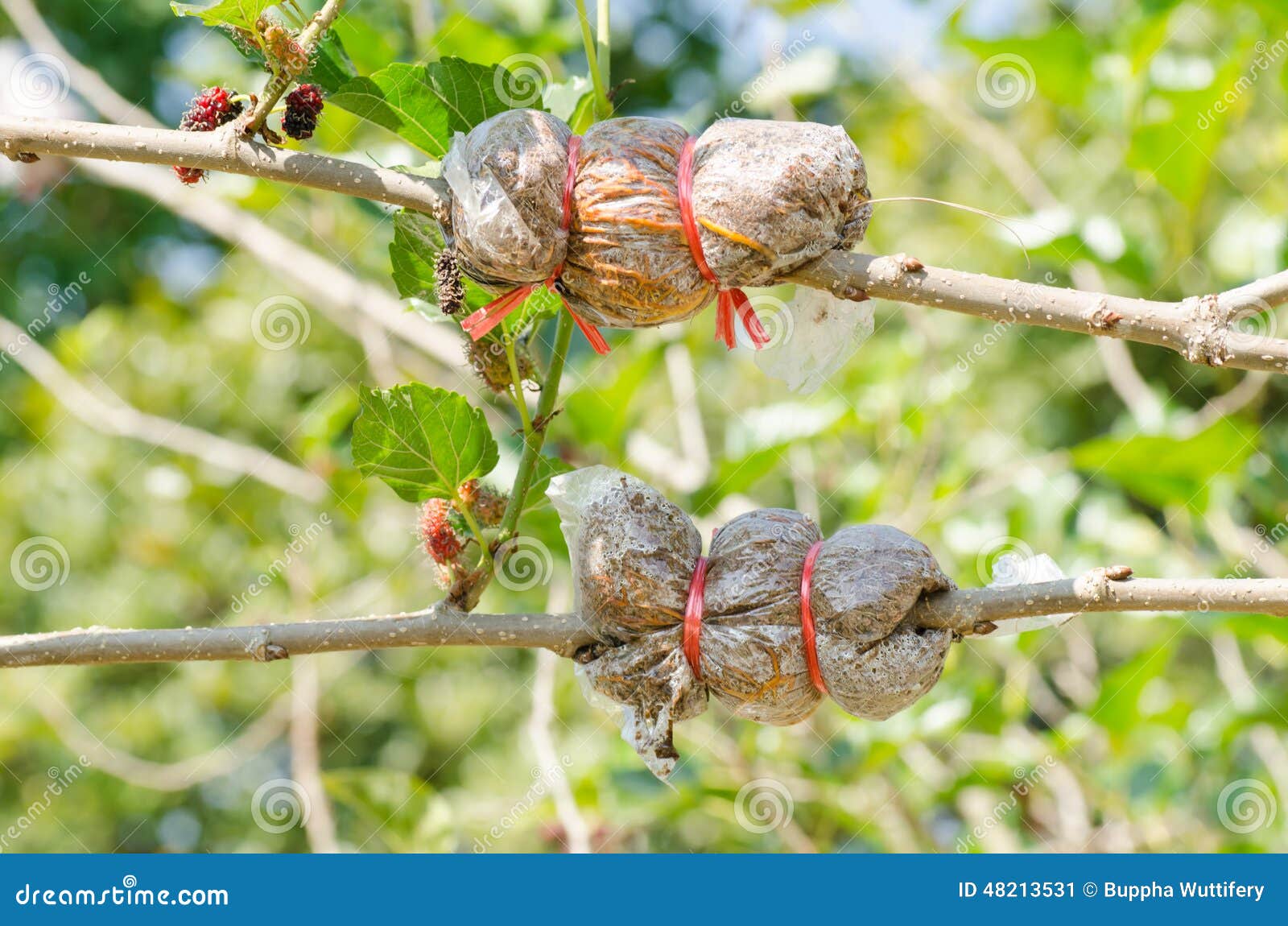 Grafting on mulberry tree stock image. Image of plant - 48213531